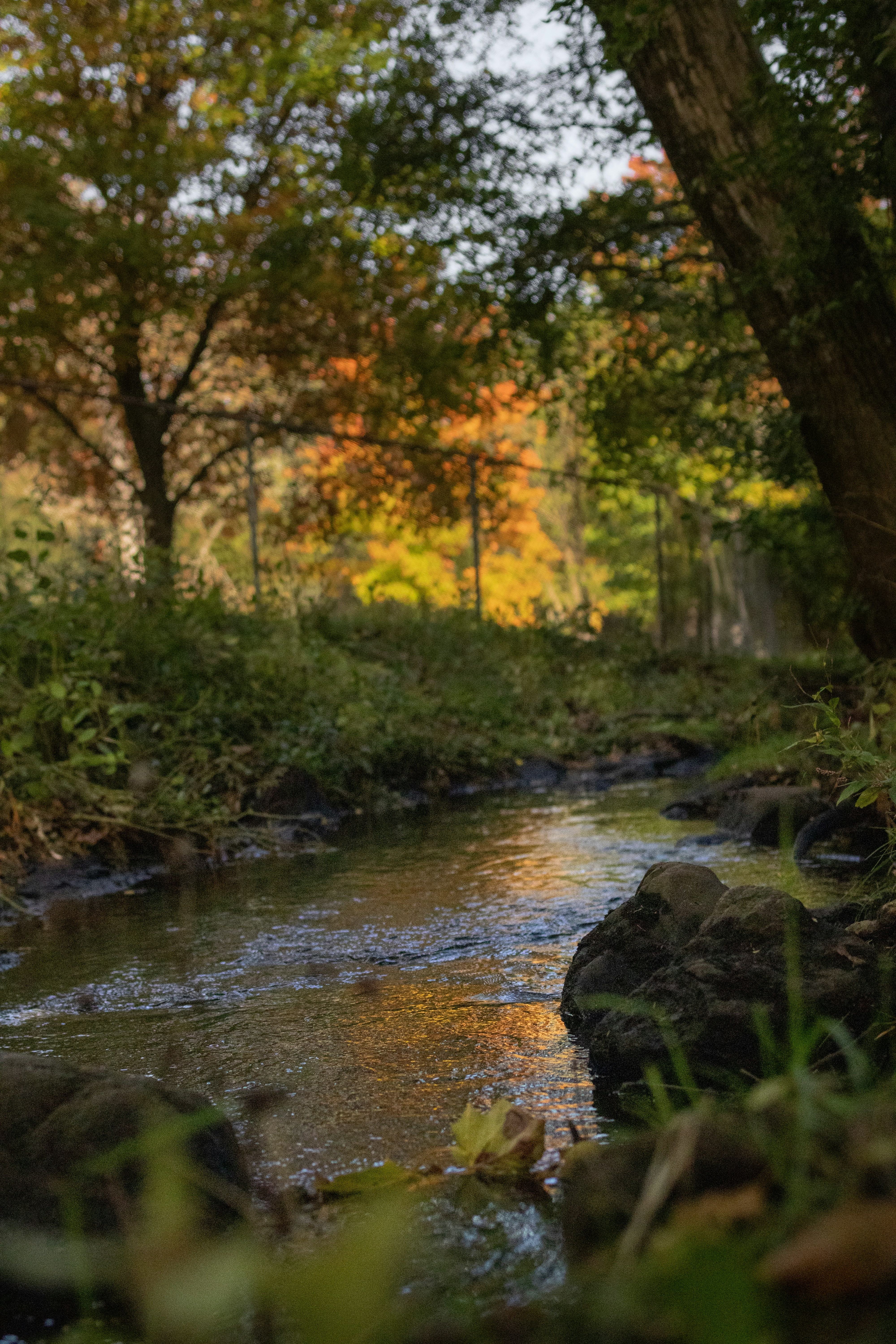 Autumn River corridor: sunlit reflections along a quiet stream