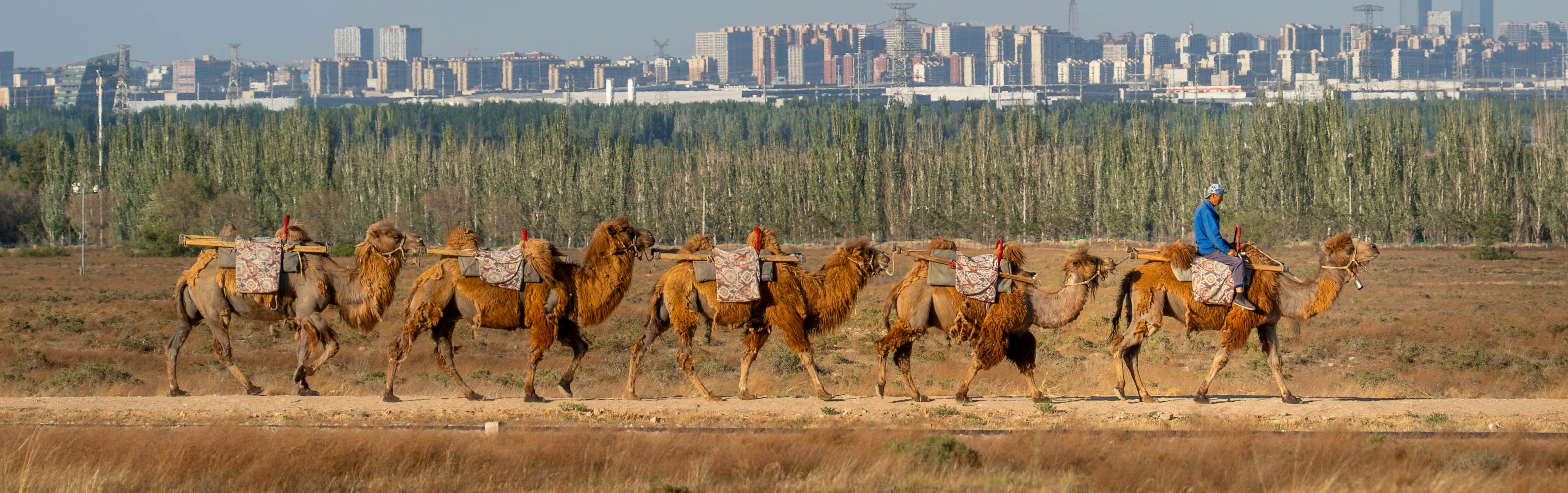 Desert Caravan: A Line of Camels Slides Through the Dry Expanse