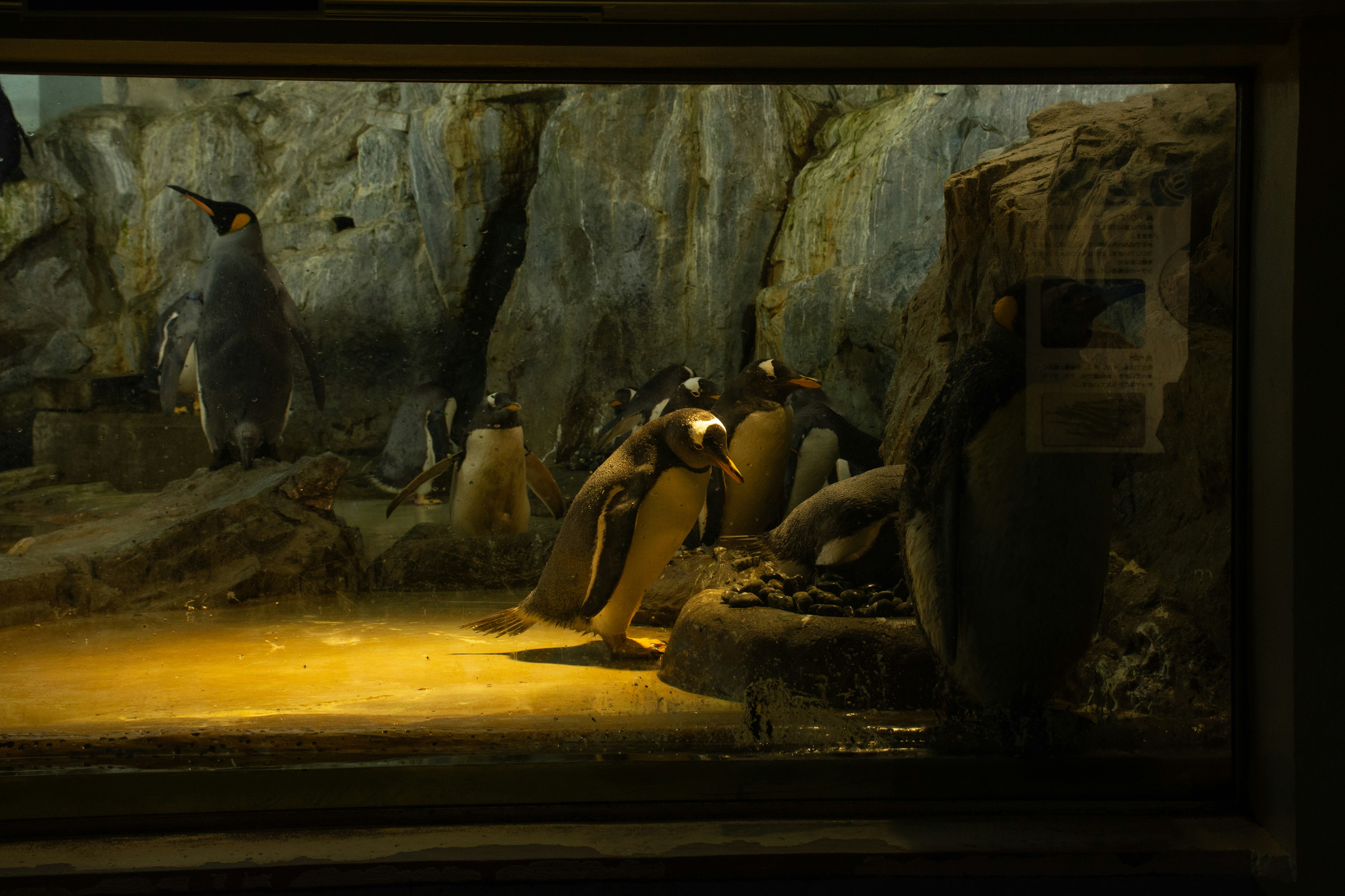Midnight Parade of Emperor Penguins in a Glassy Habitat