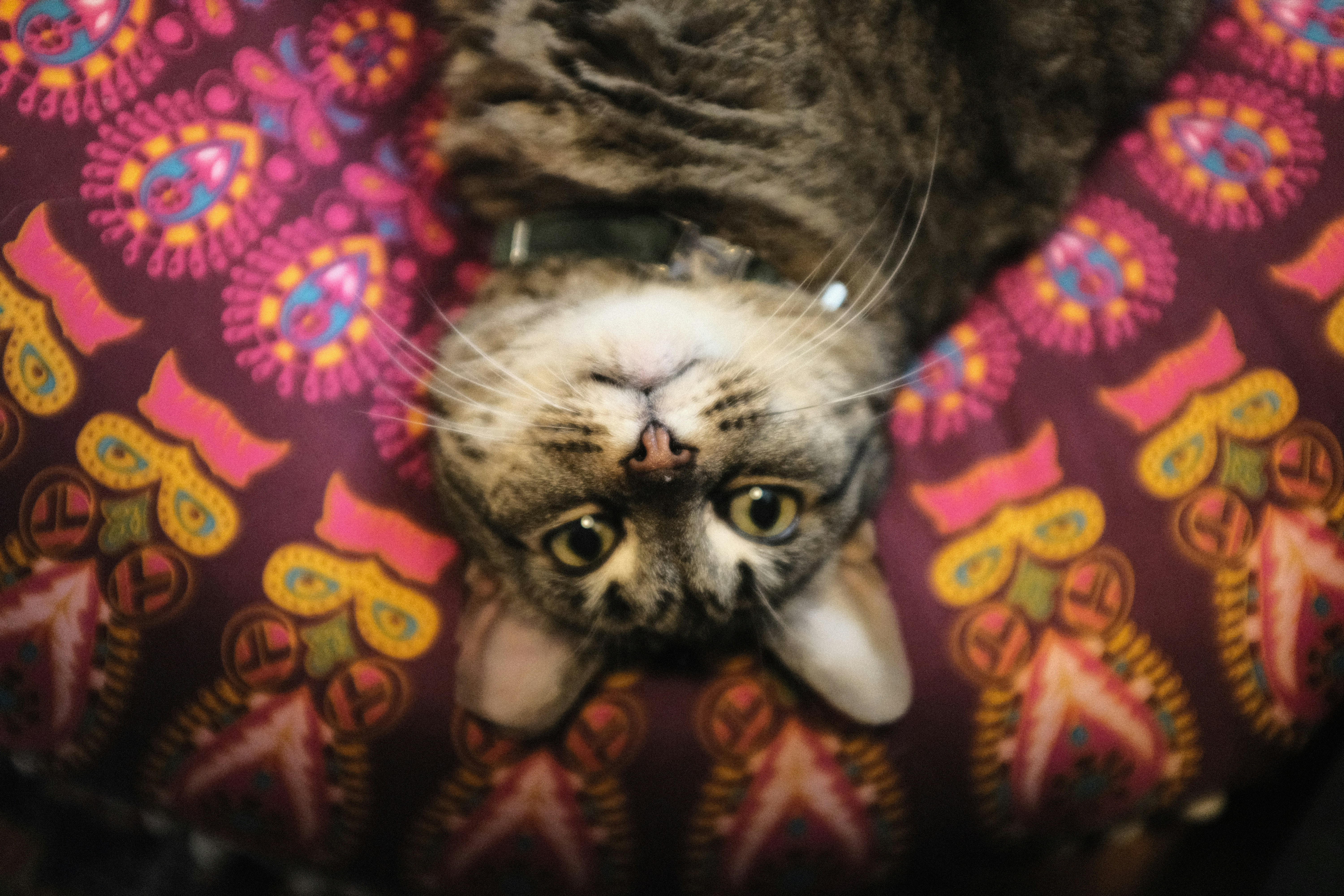 Upside‑Down Whiskered Gaze: a Curious Cat Between Patterned Cushions