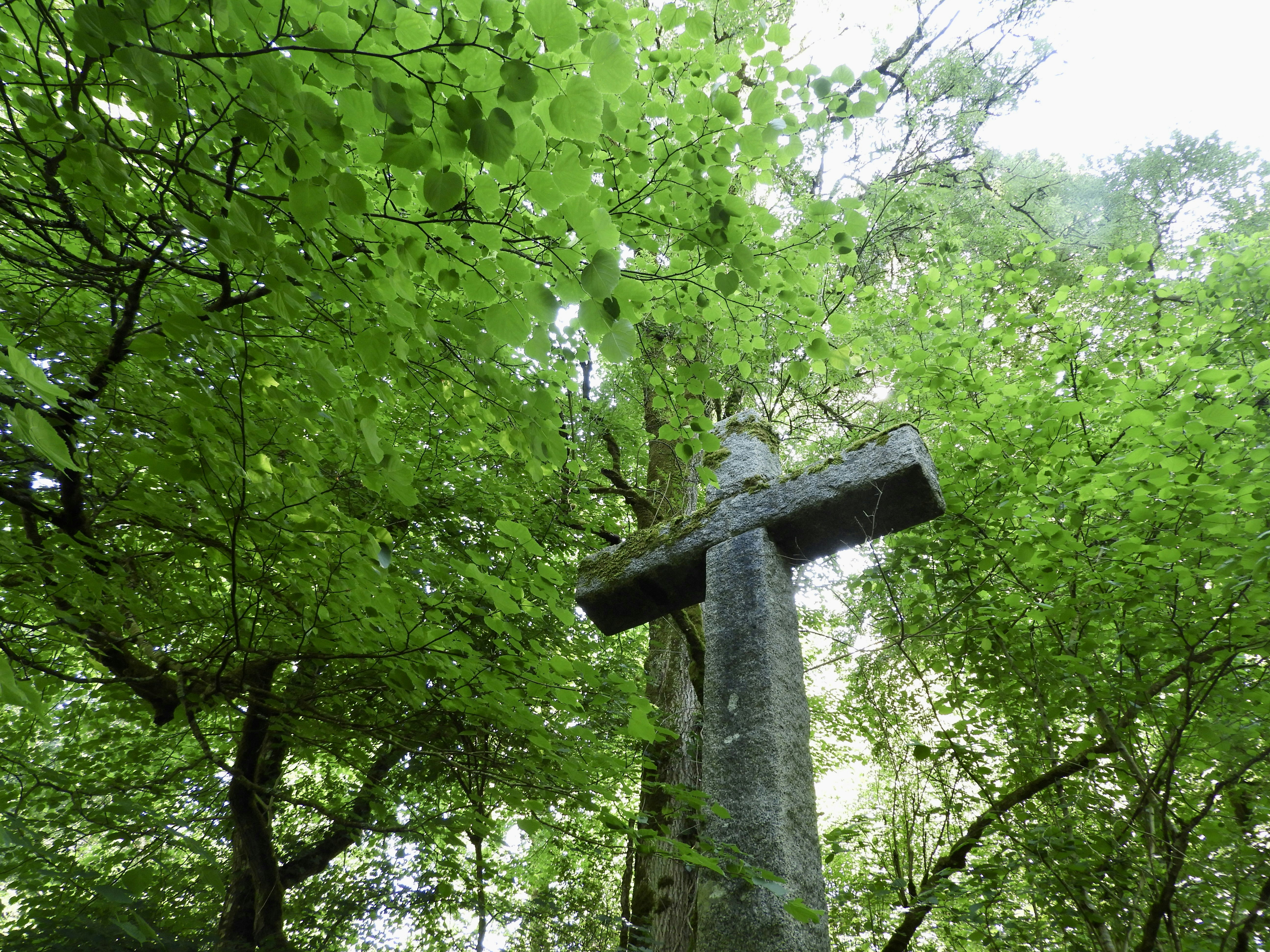 Stone Cross in a Lush Canopy