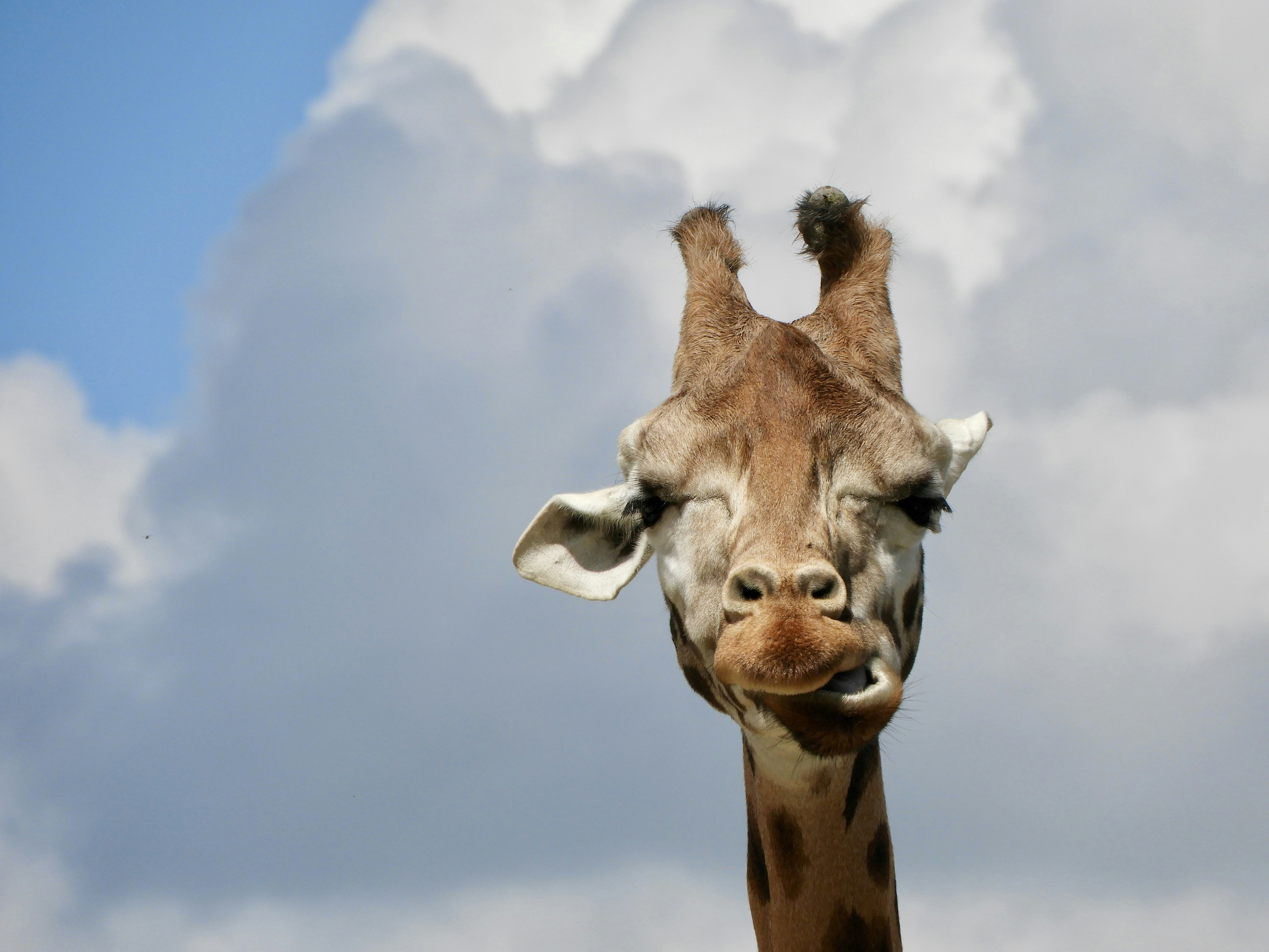 Giraffe’s Curious Gaze Against a Puffy Sky