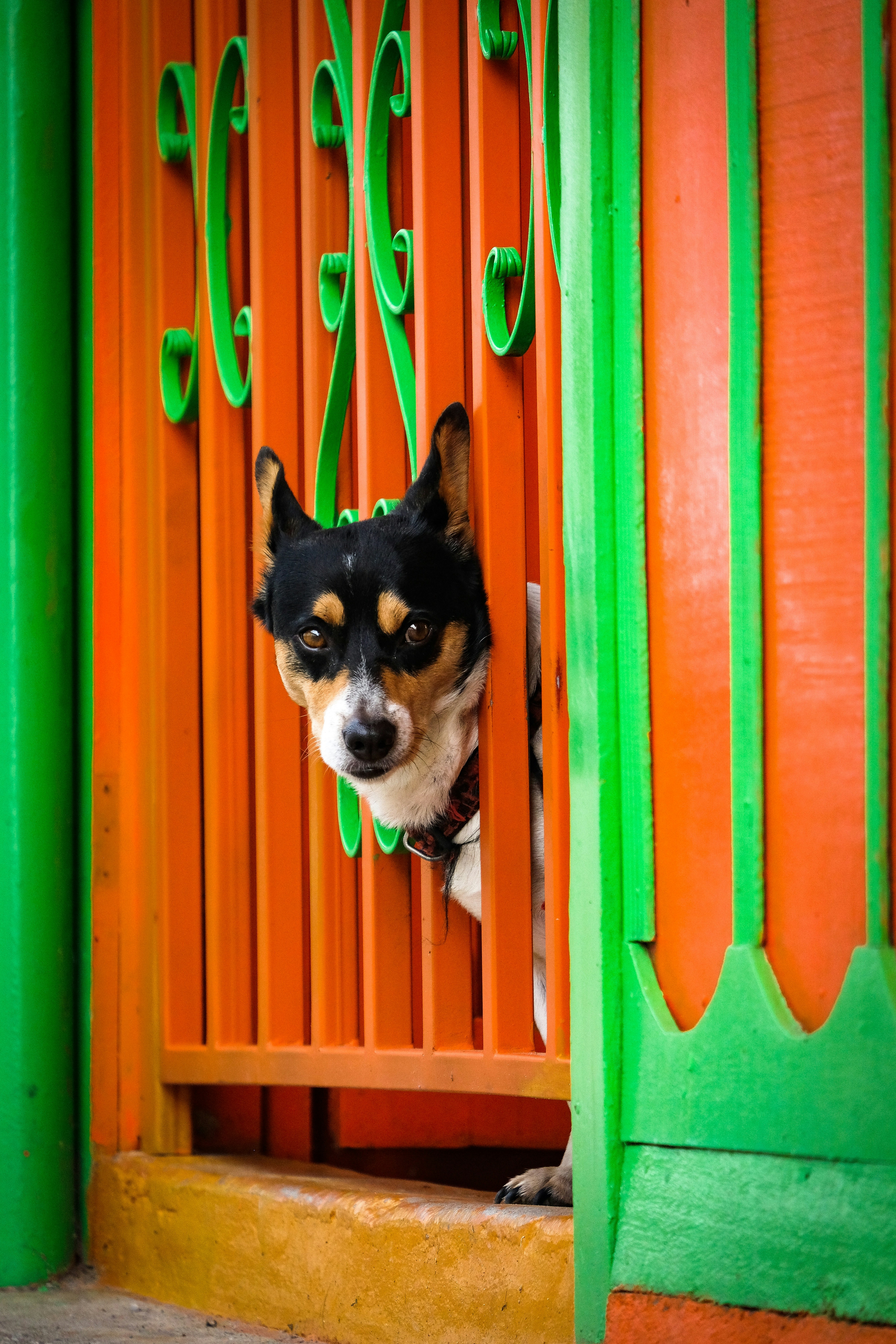Curious Pup Peeks Through Colorful Ironwork