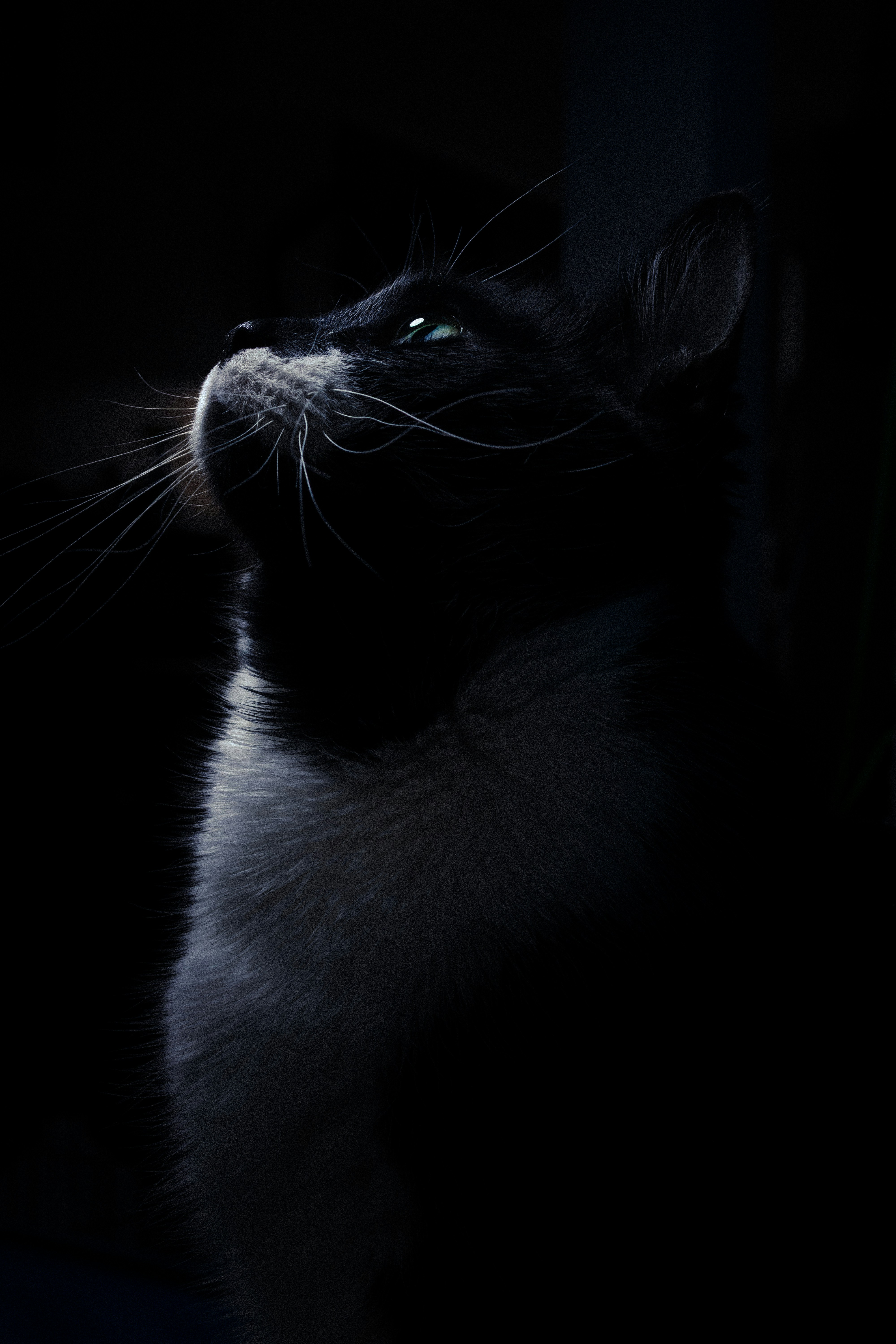 Silent Gaze in the Darkness: A Continental Cat in Low Light