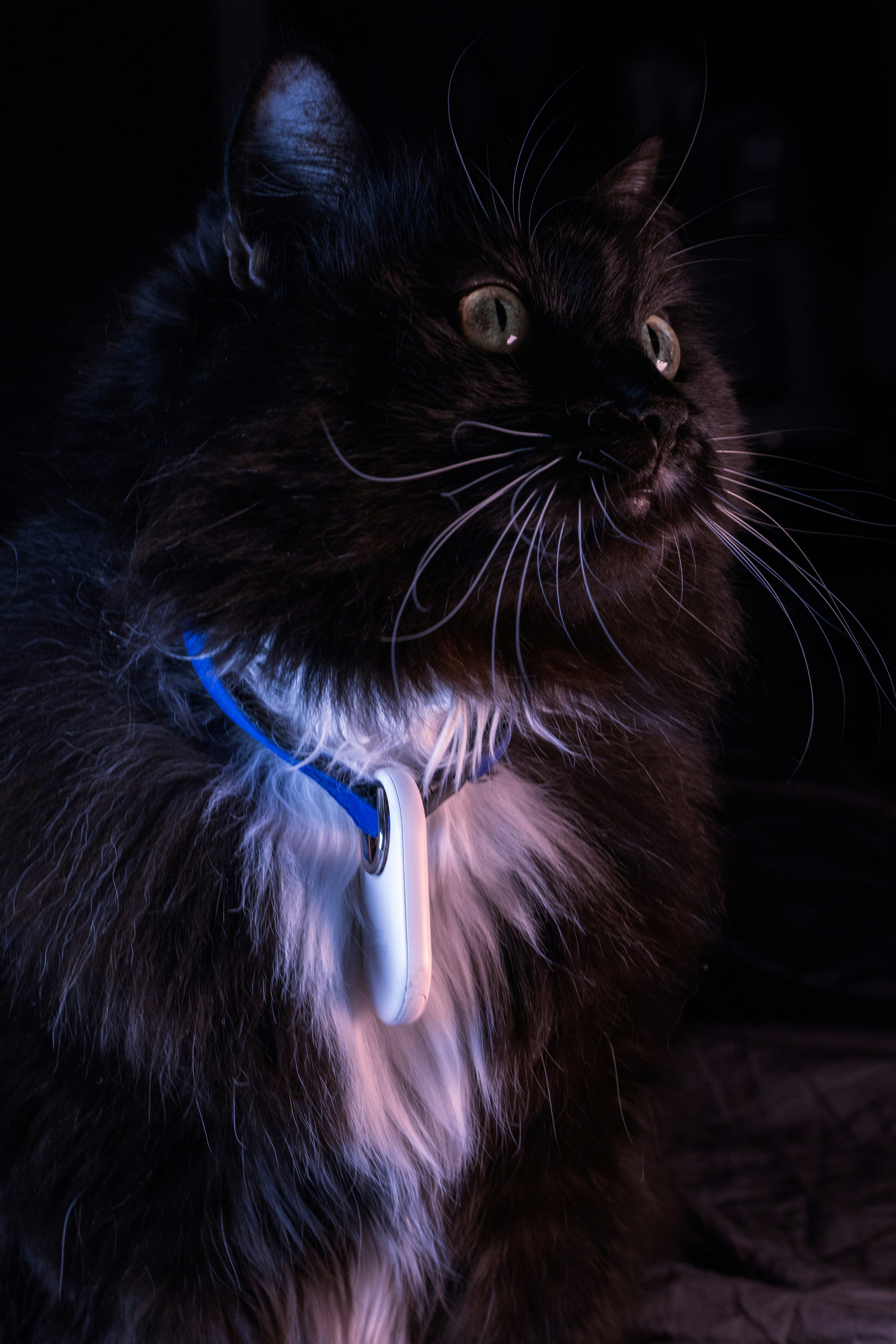 Midnight Muse: A Curious Cat in Shadowed Light
