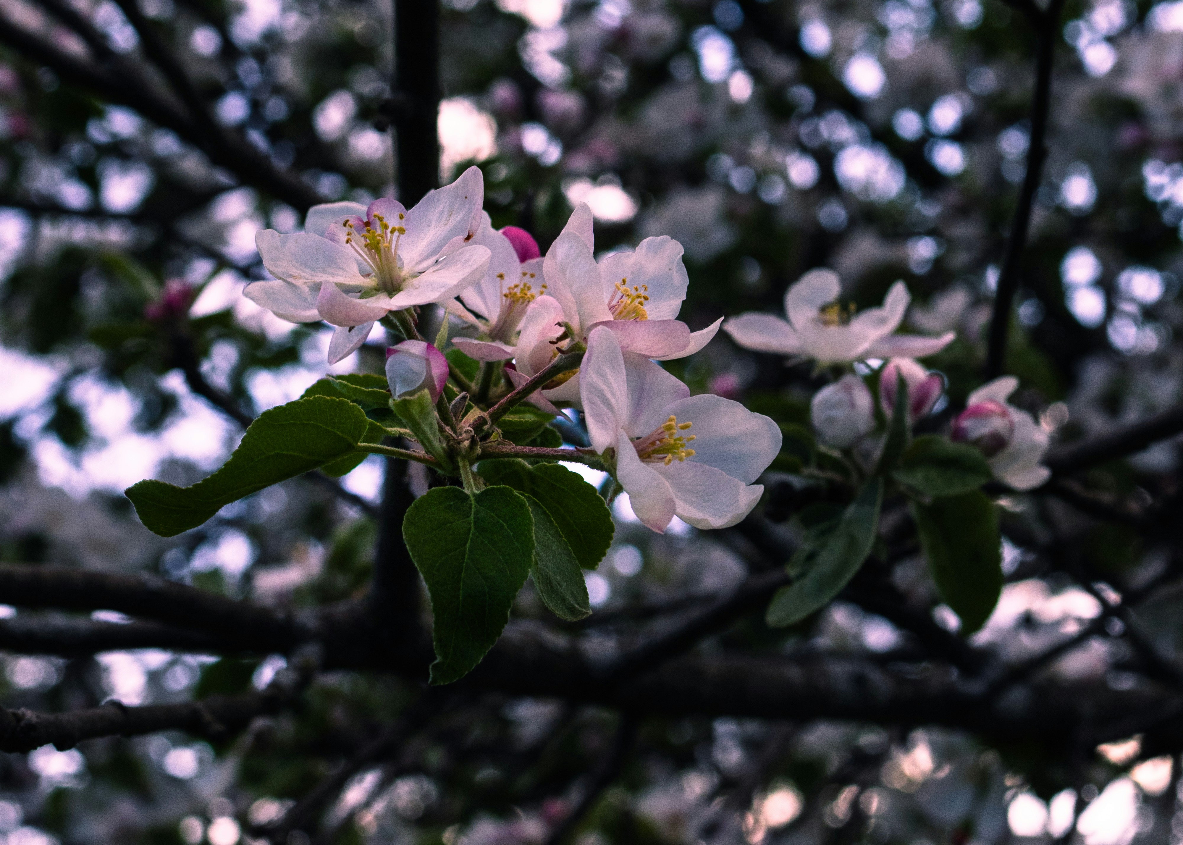 Blossoms in Focus: Delicate Pink Apps on a Shadowed Branch