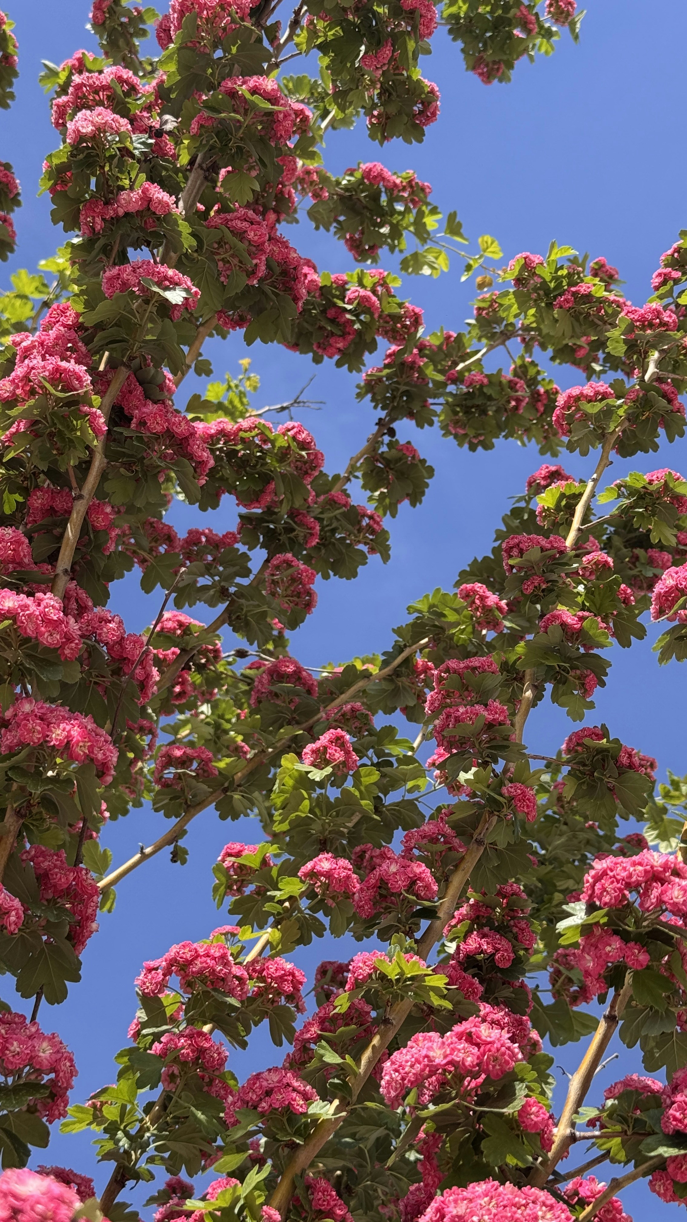 Crimson Crests Against a Cerulean Sky