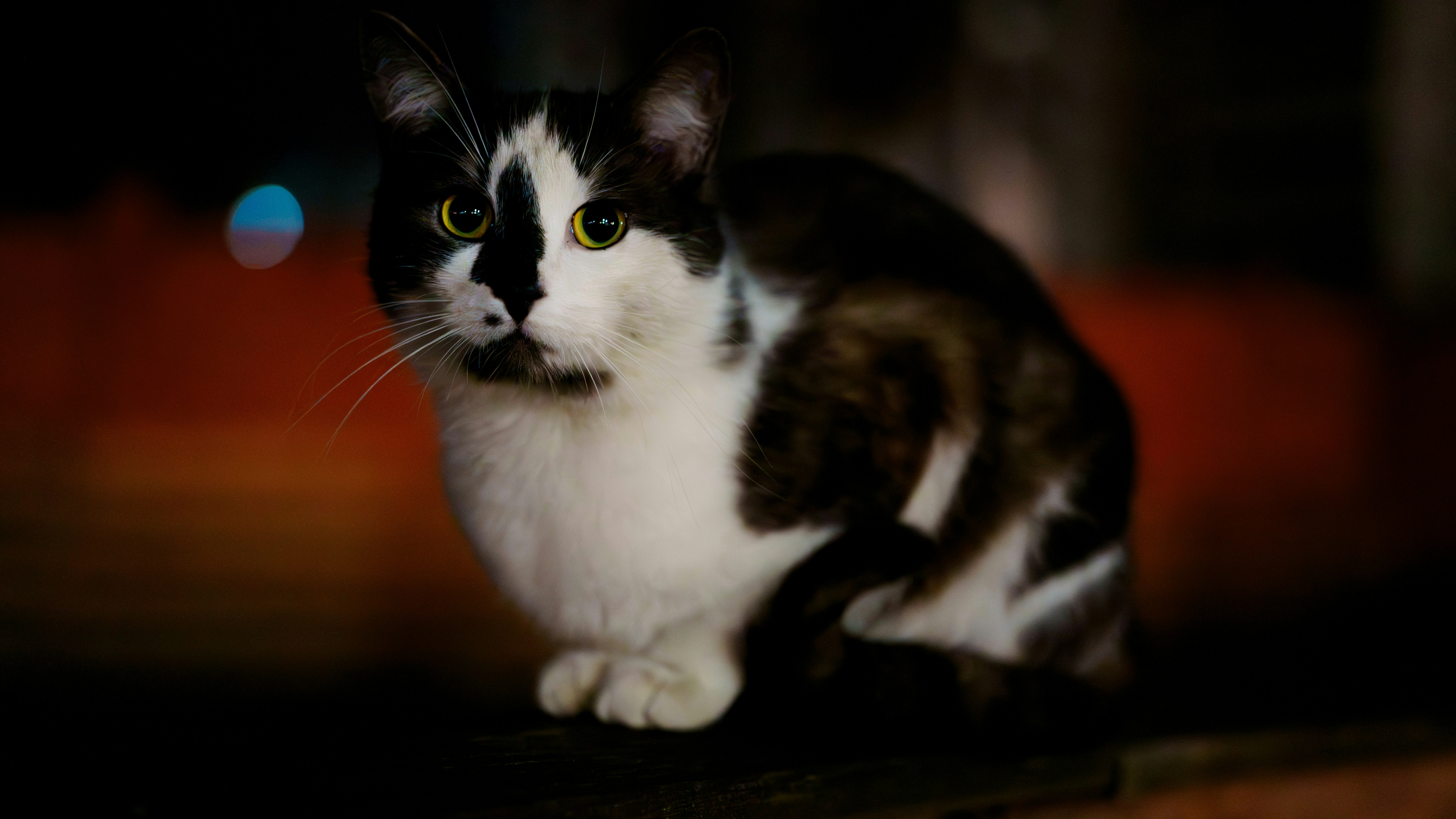 Midnight Watcher: The Black-and-White Cat Under Neon Quiet