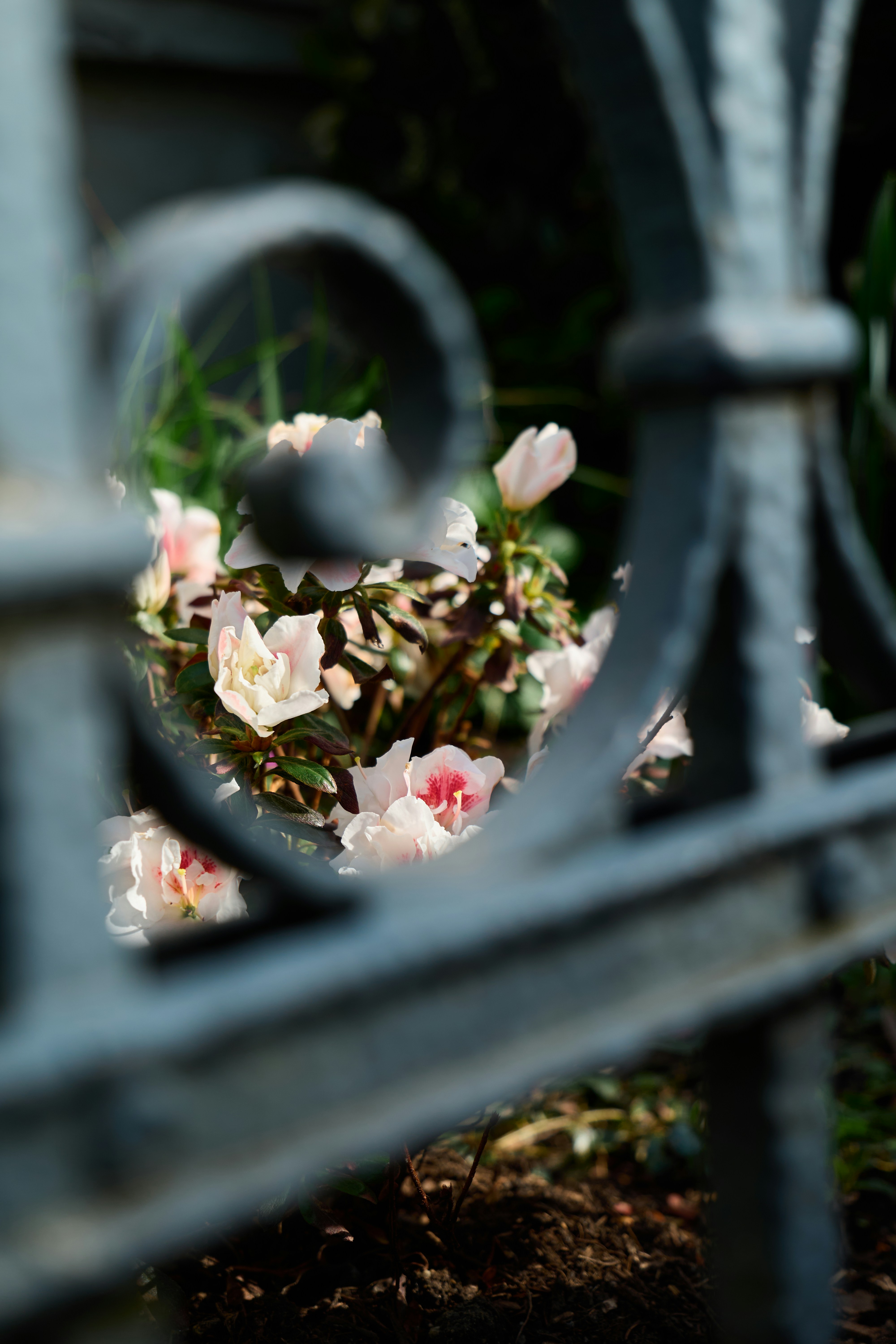 Blossoms Through Wrought Iron Veil