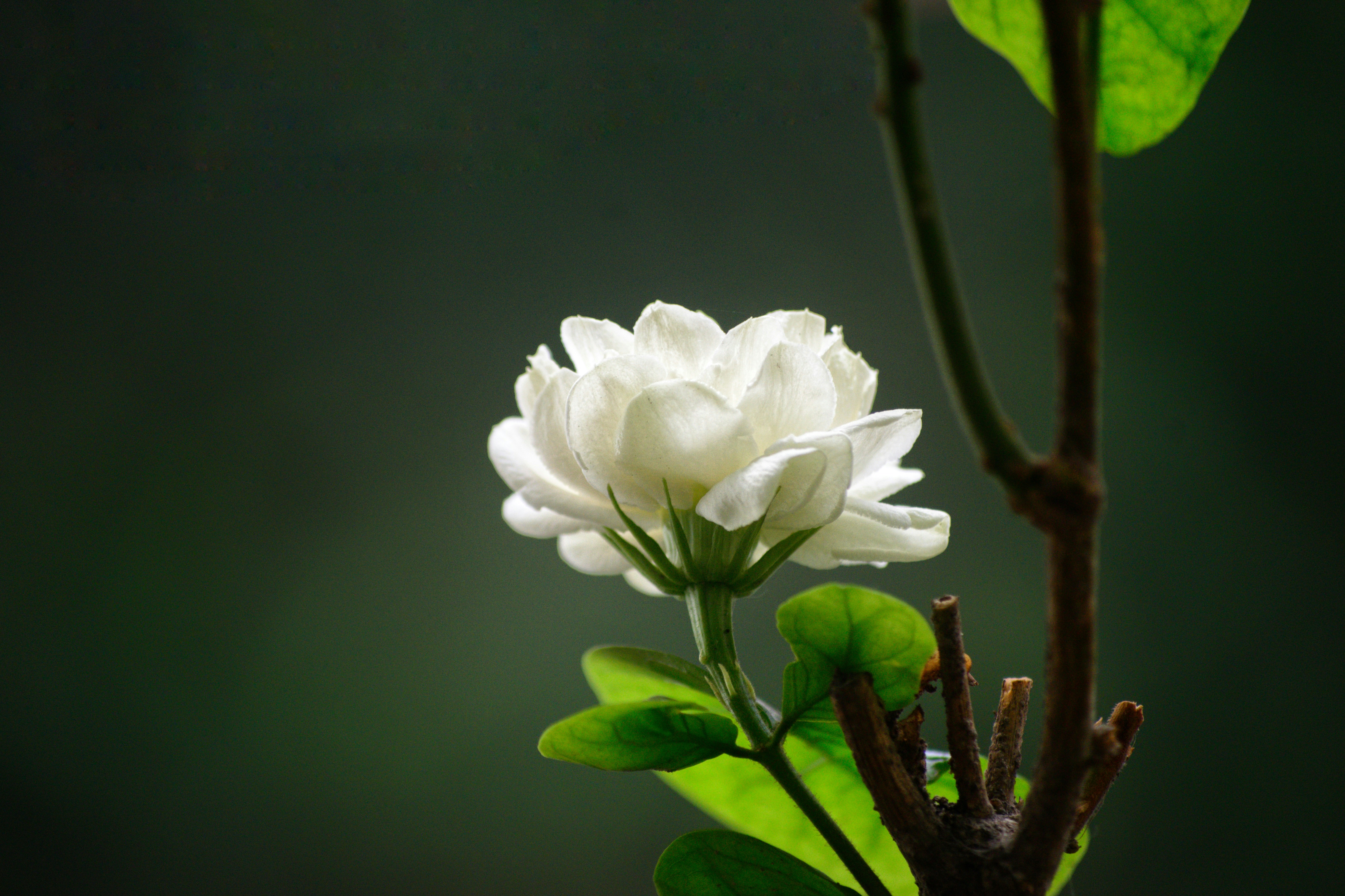 Whispering Bloom: A White Rose in Quiet Green