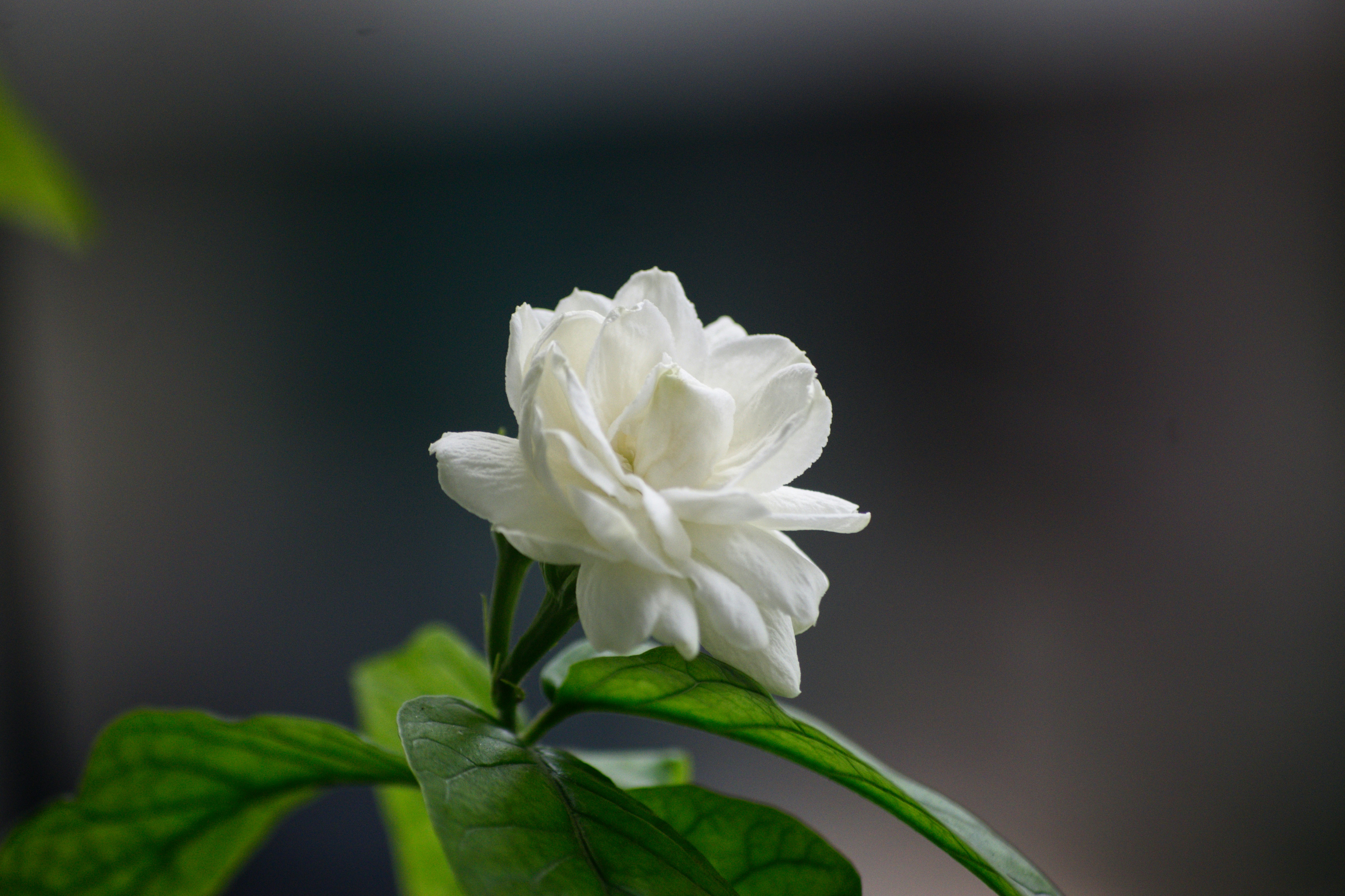 White Bloom in Soft Focus Vase of Green Leaves