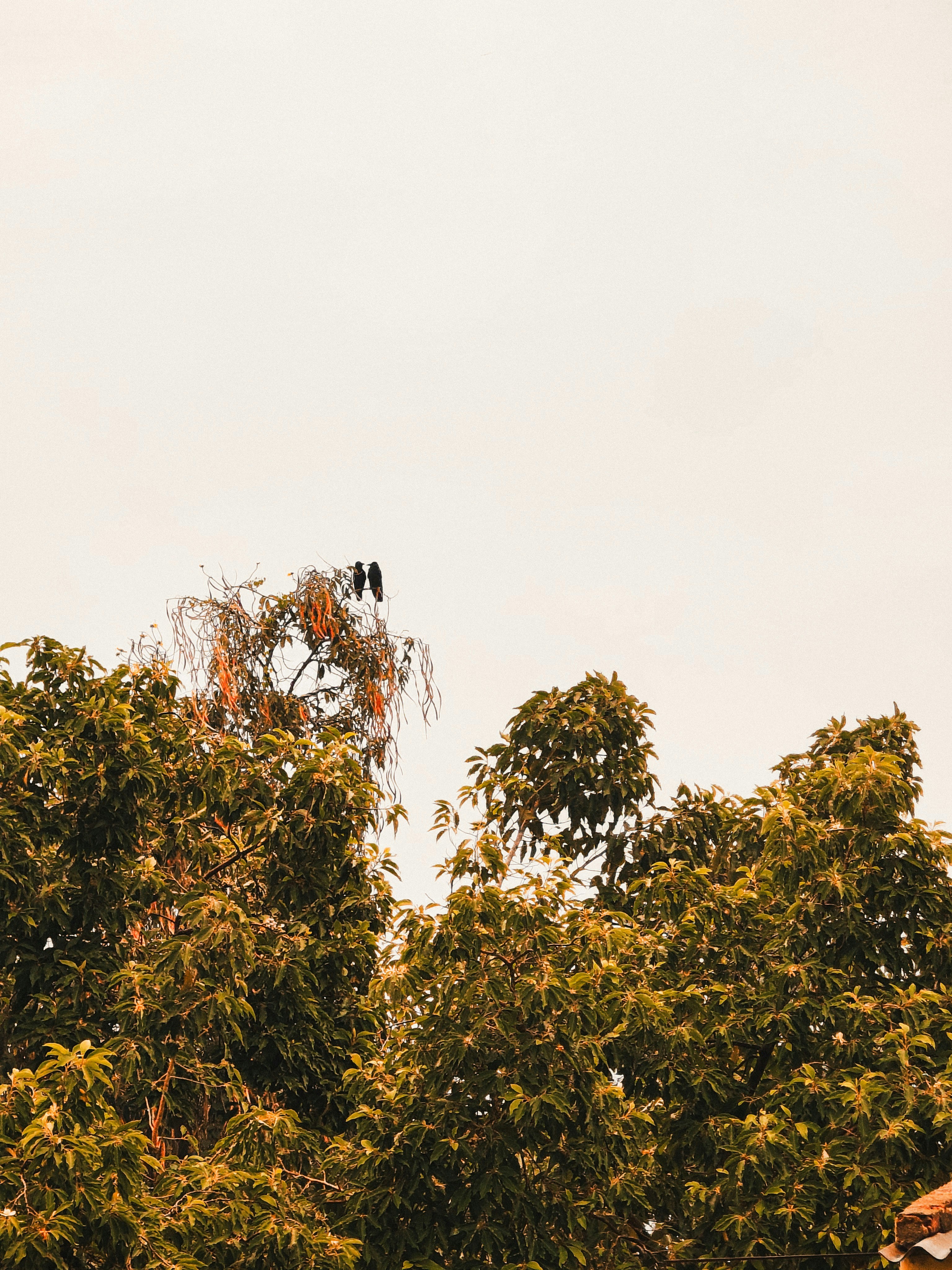 Two silhouettes perched in a treetop silhouette against a pale sky