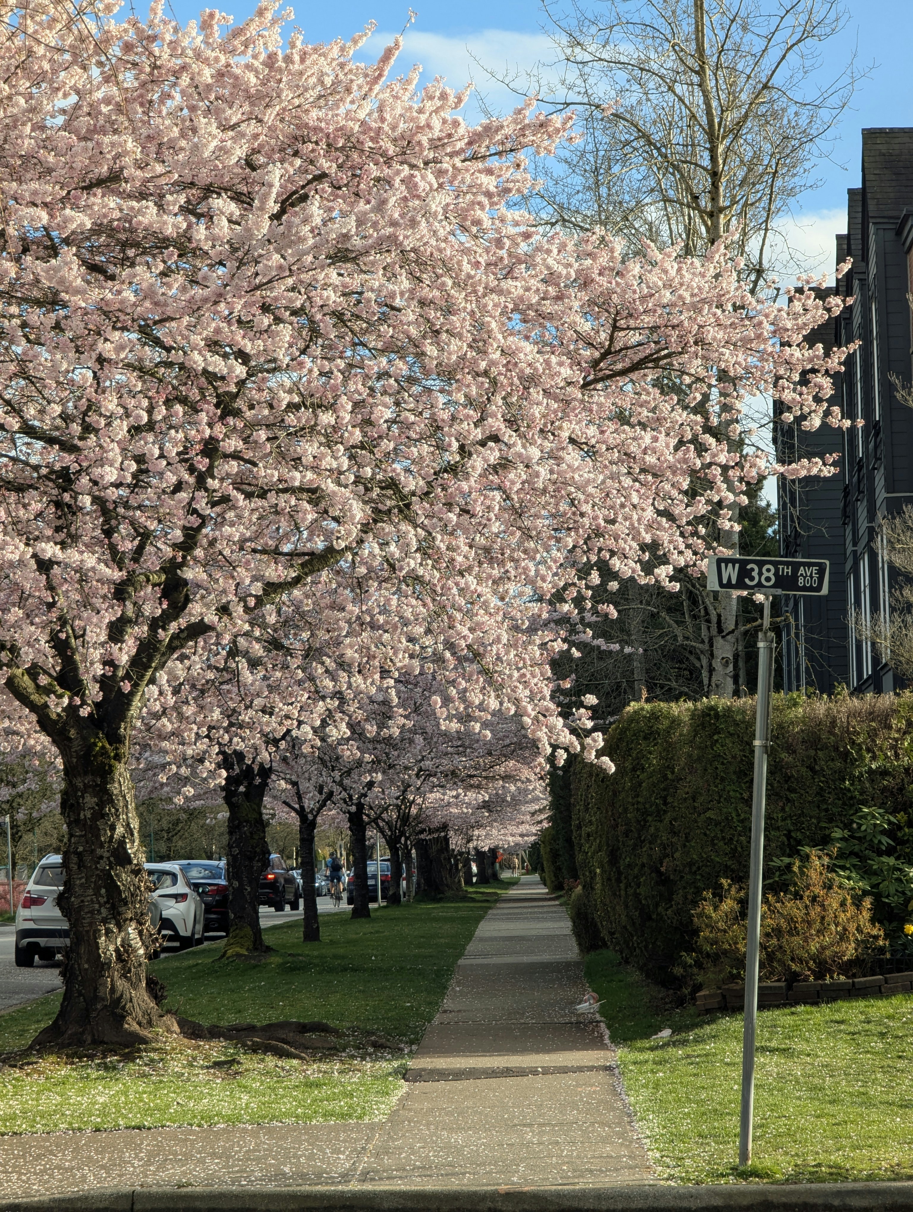 Boulevard of Bloom: Pink Cherry Canopy Over a Quiet City Walk