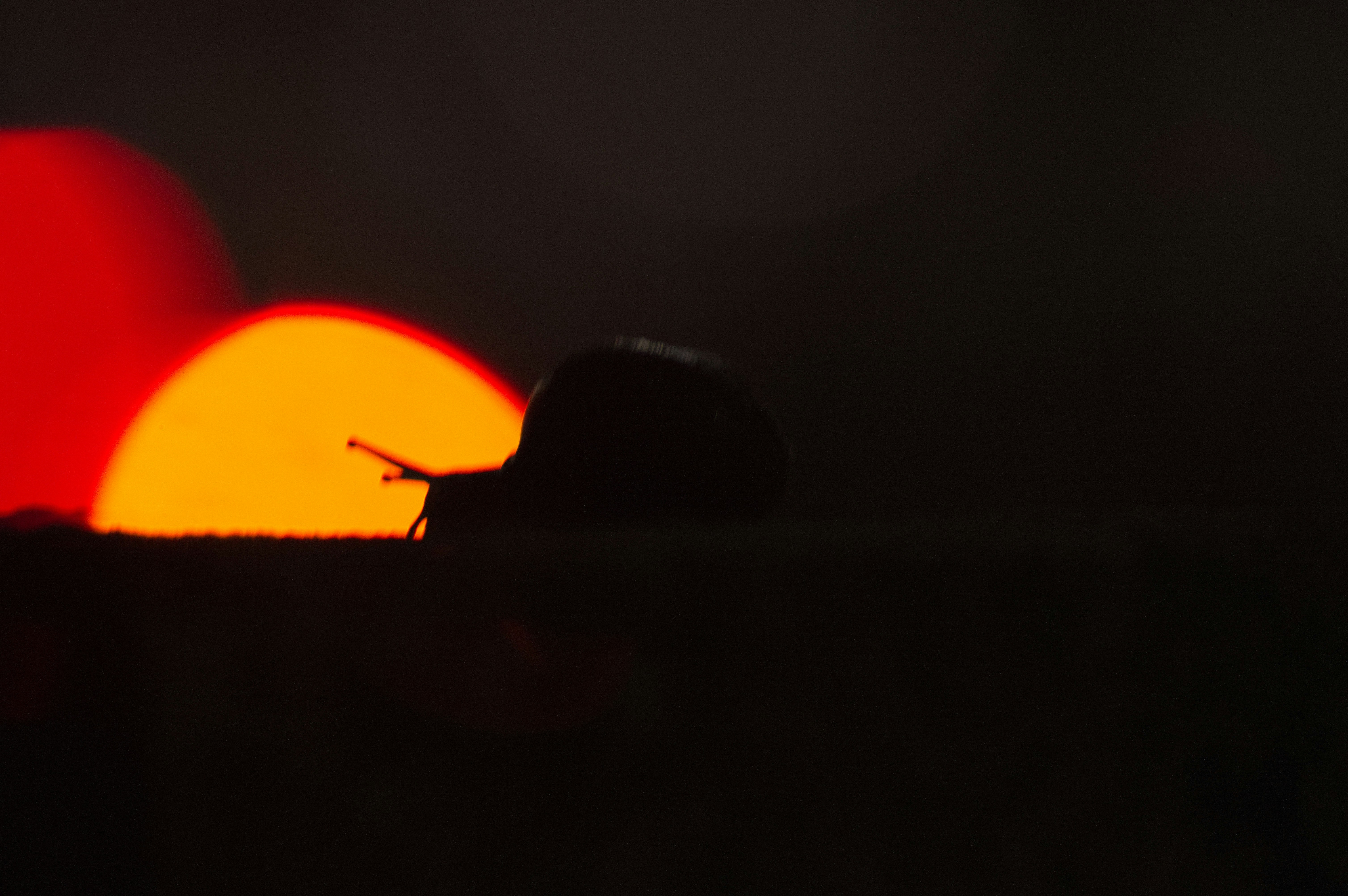 Silhouette at Sunset: A Tiny Wanderer on the Horizon