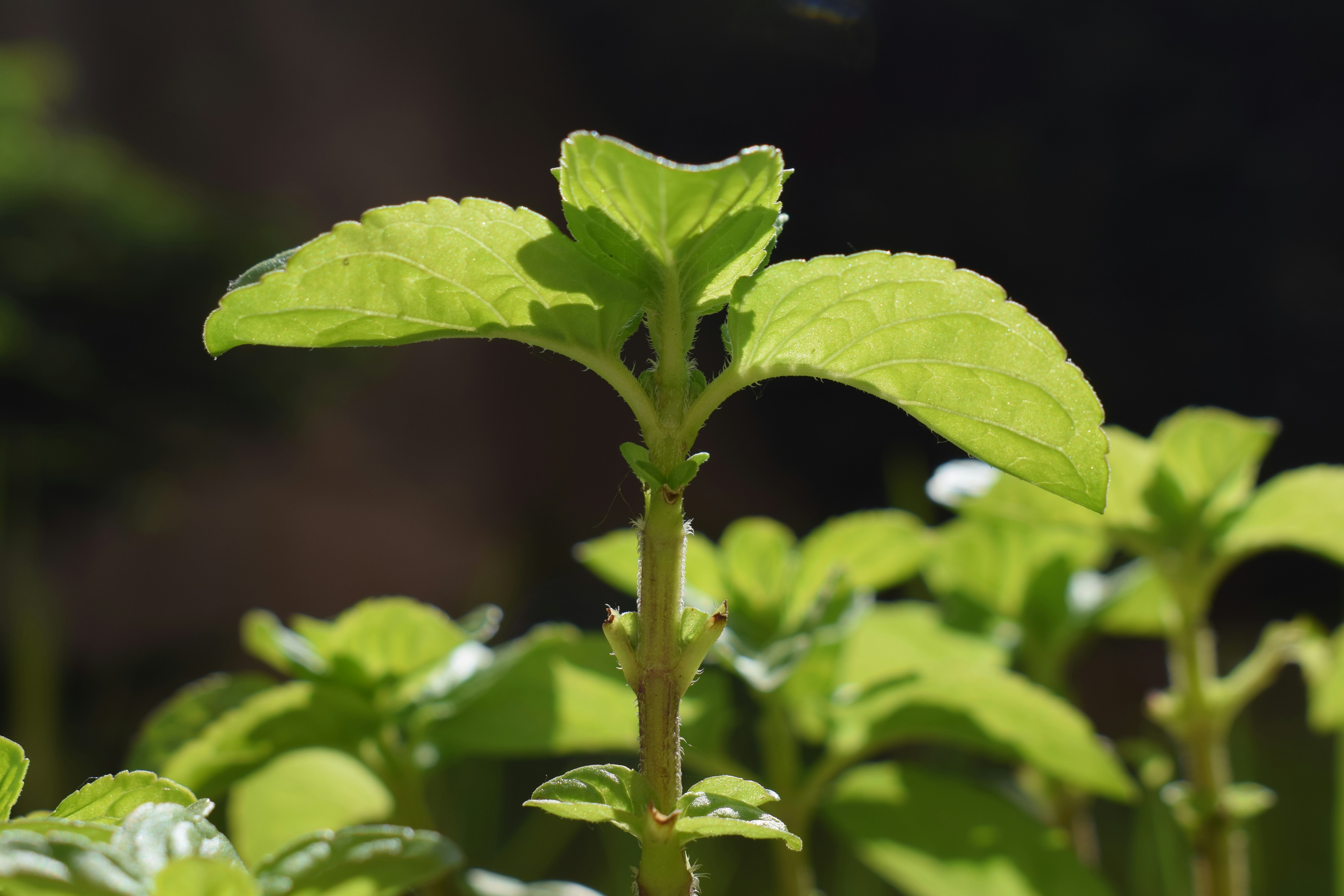 Fresh Growth Ascends: a sunlit mint sprout in sharp focus