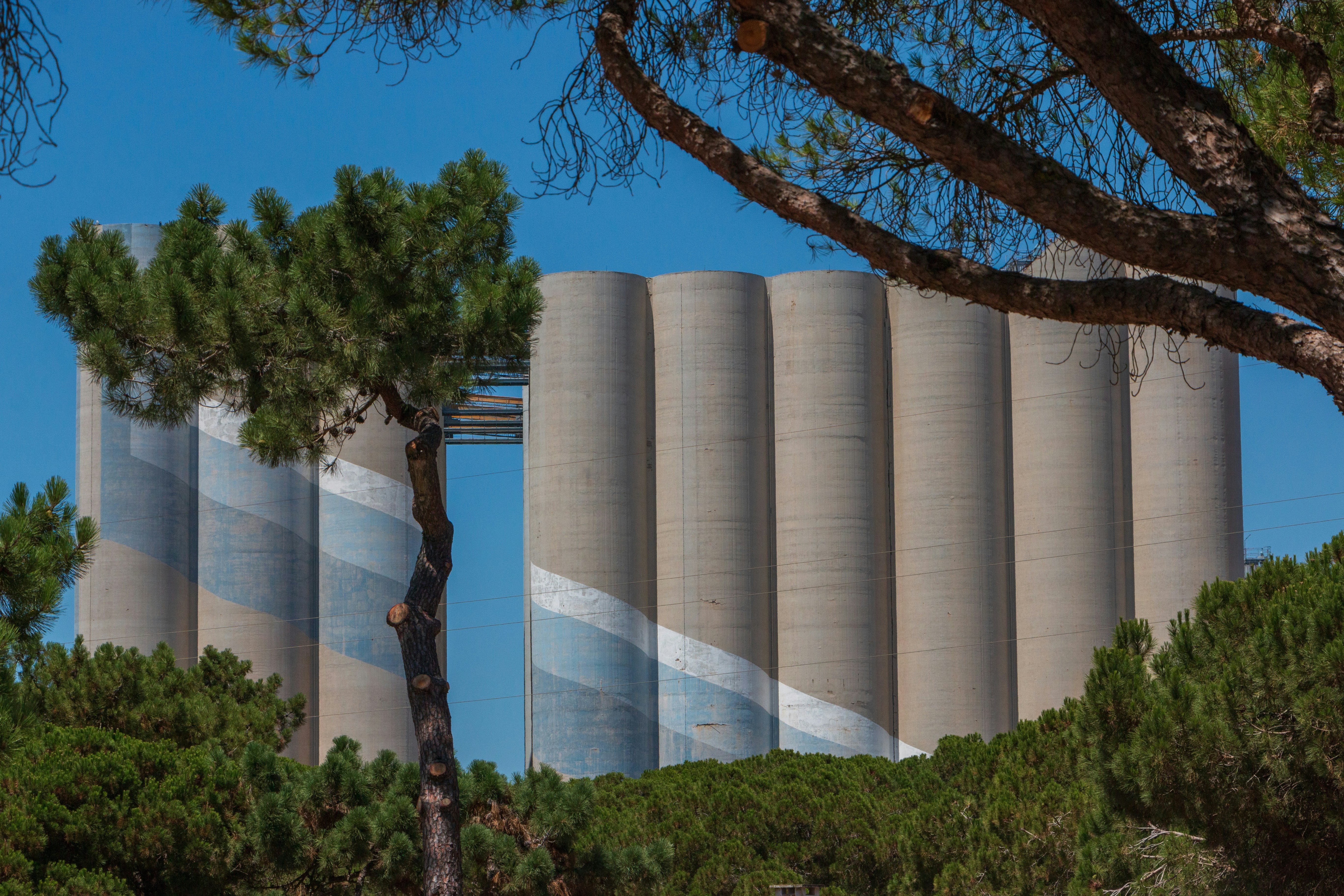 Blue-Sky Silos Framed by Pine and Shadowed Tracts