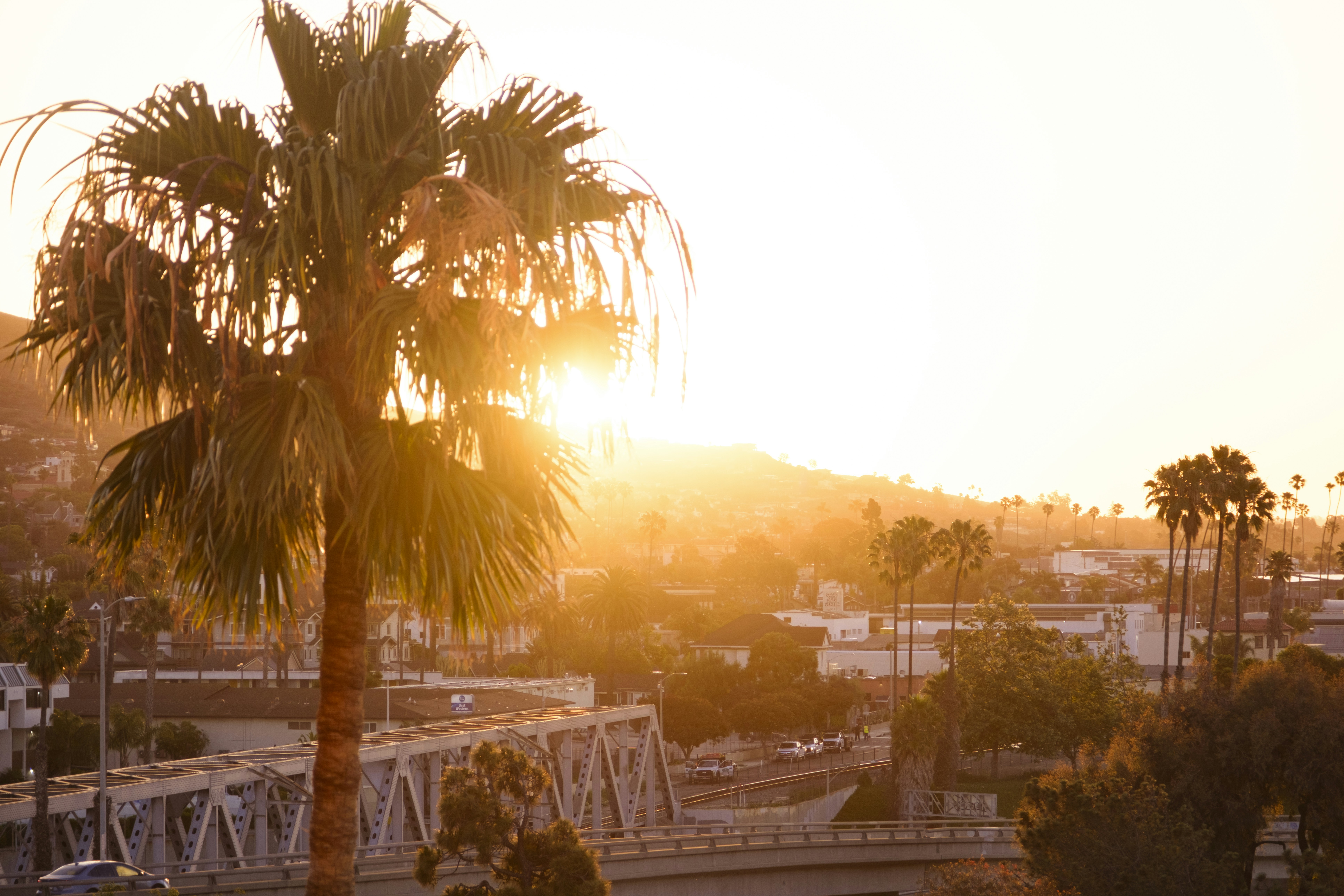 Golden Hour Over the Palm Corridor