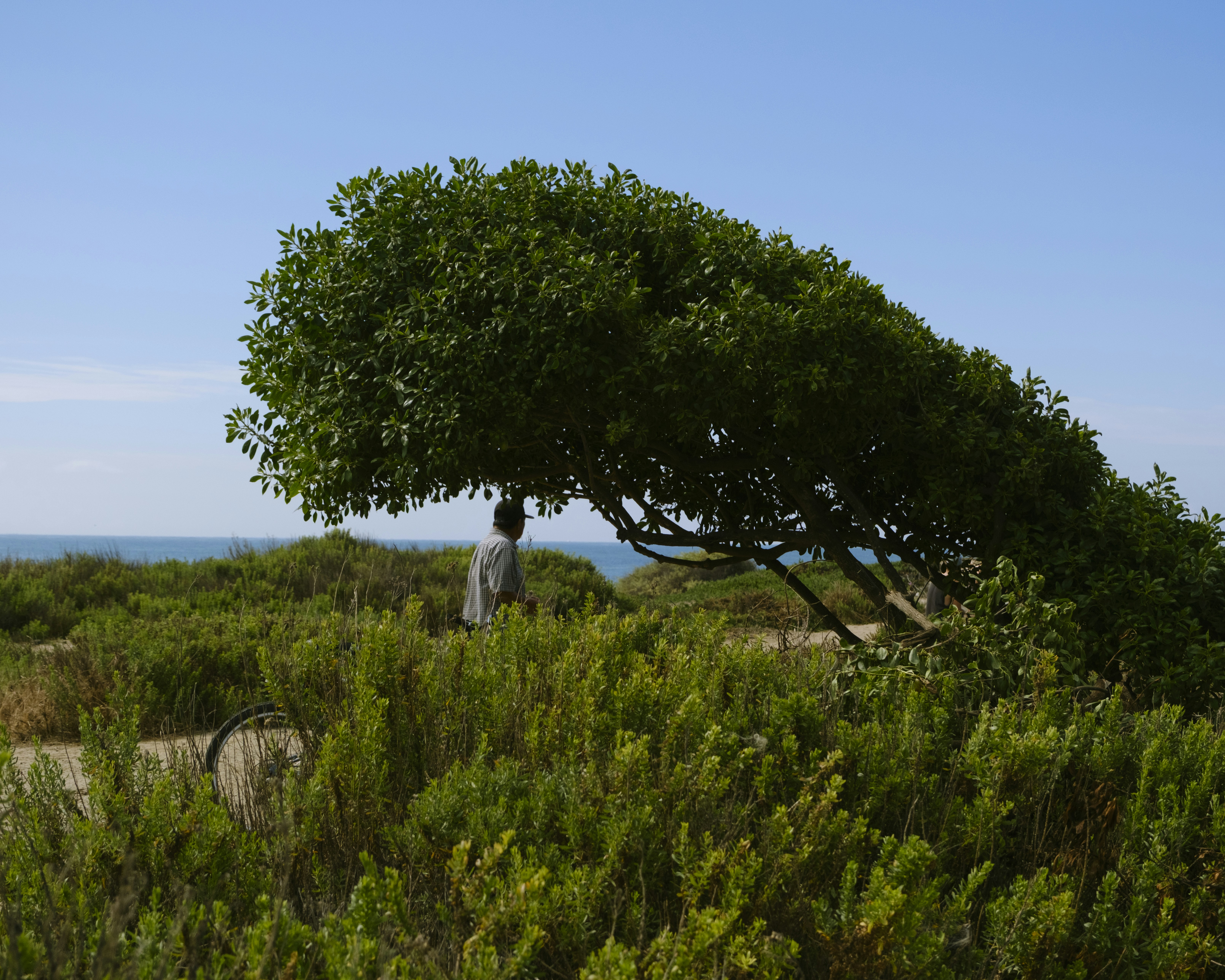 Shaded Figure Beneath a Sea-Green Canopy by Coastal Scrub
