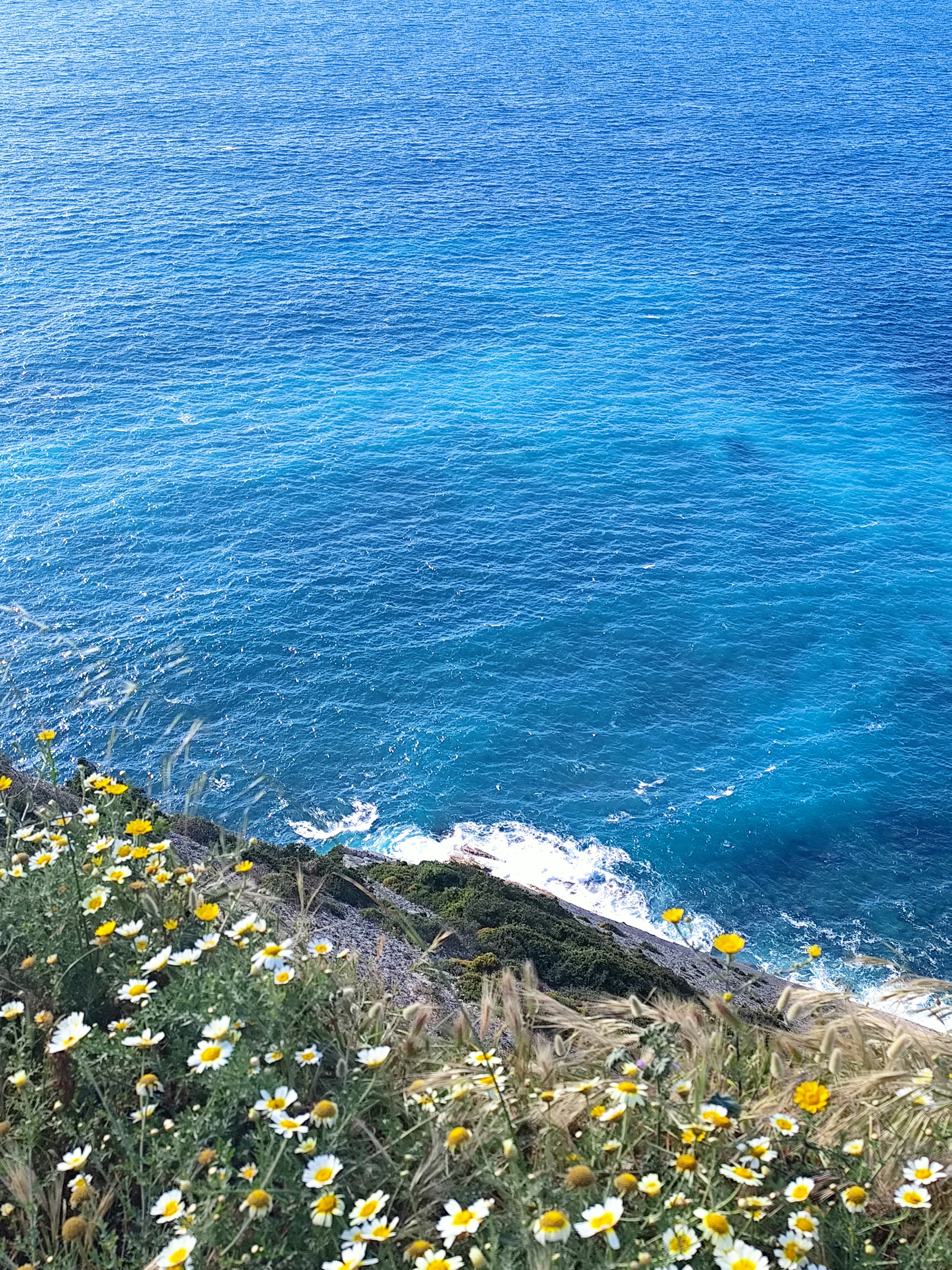 Clifftop daisies overlook a turquoise sea