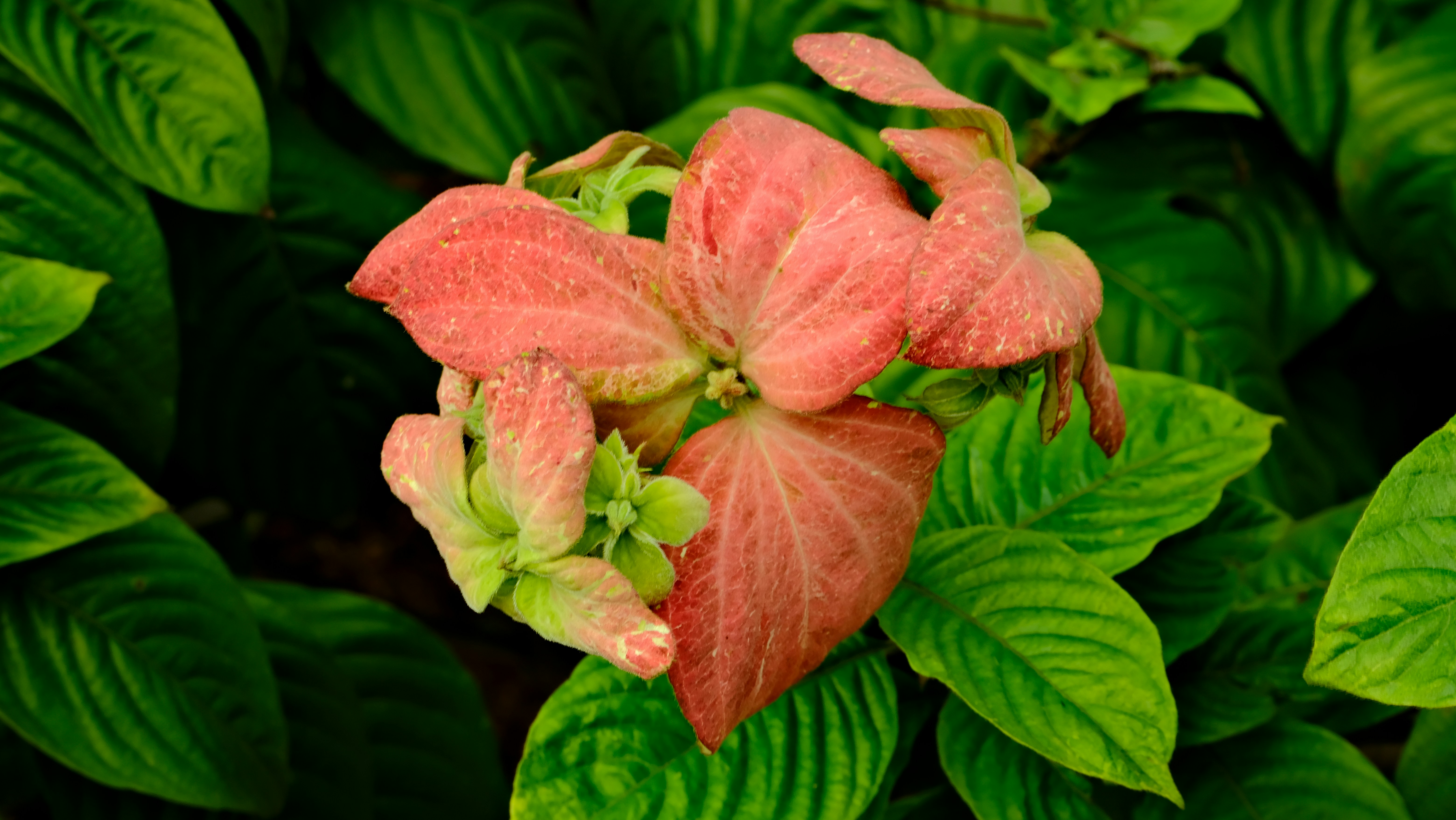 Rosy Hydrangea Bloom Amid Green Veins
