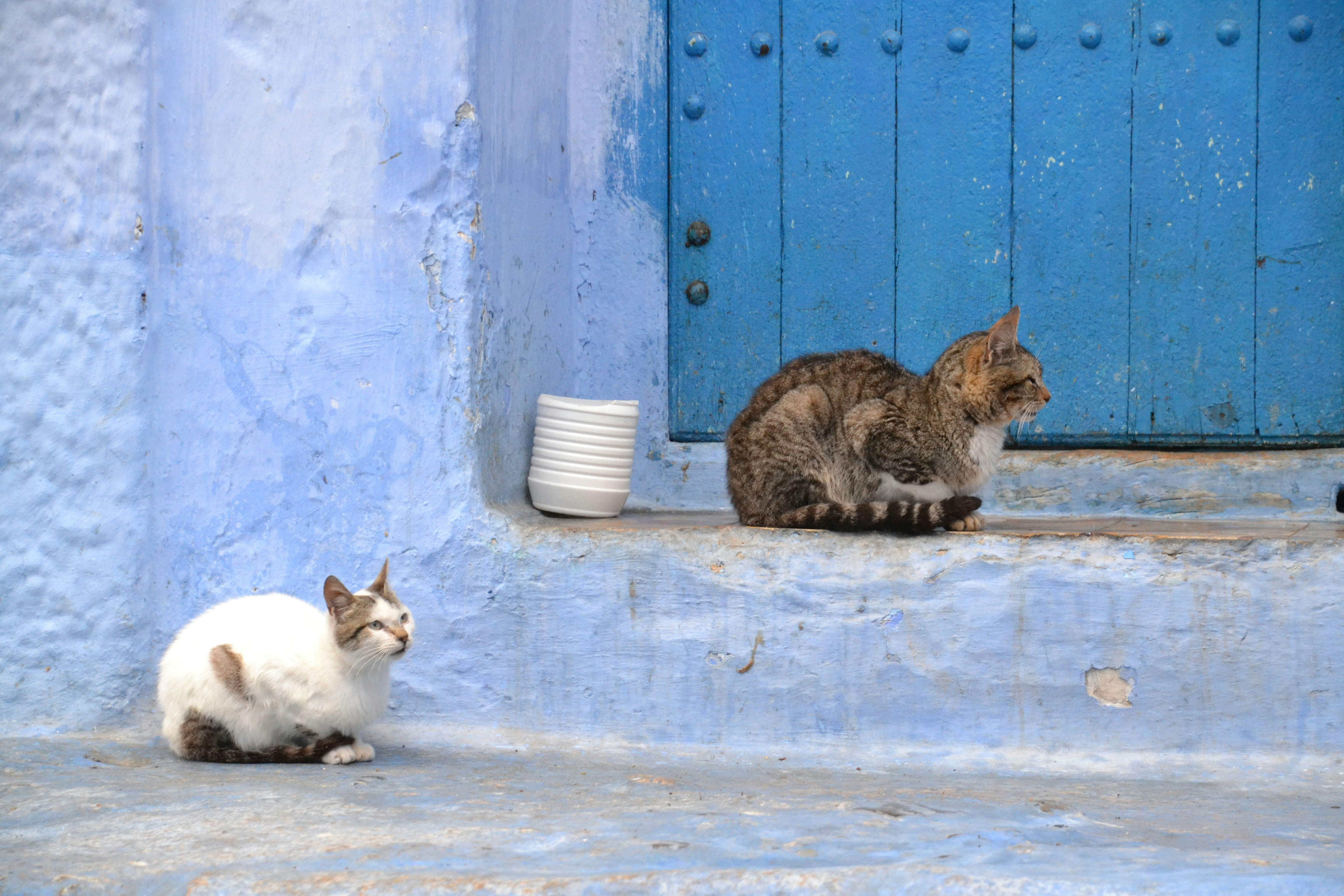 Blue Steps, Waiting Companions