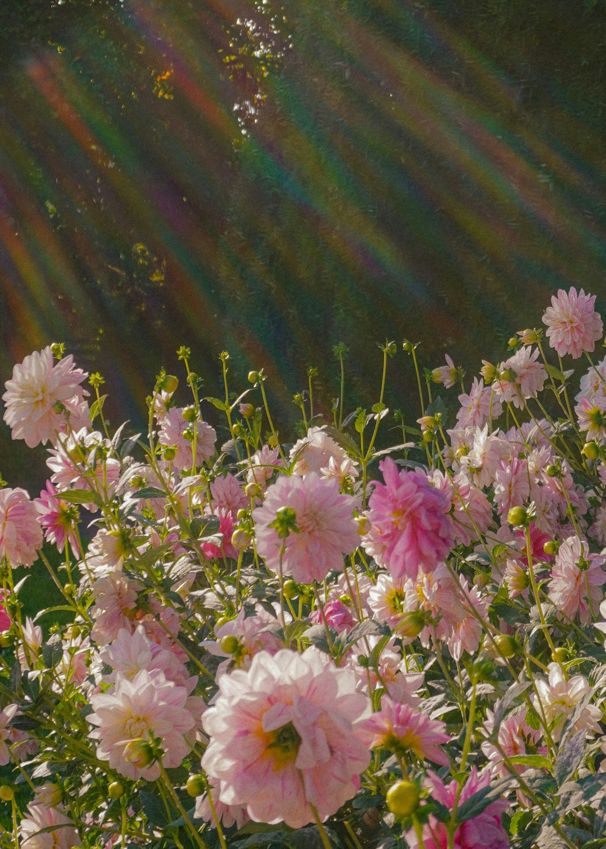 Soft Pink Choir: Delicate Dahlias against Rainbow Light