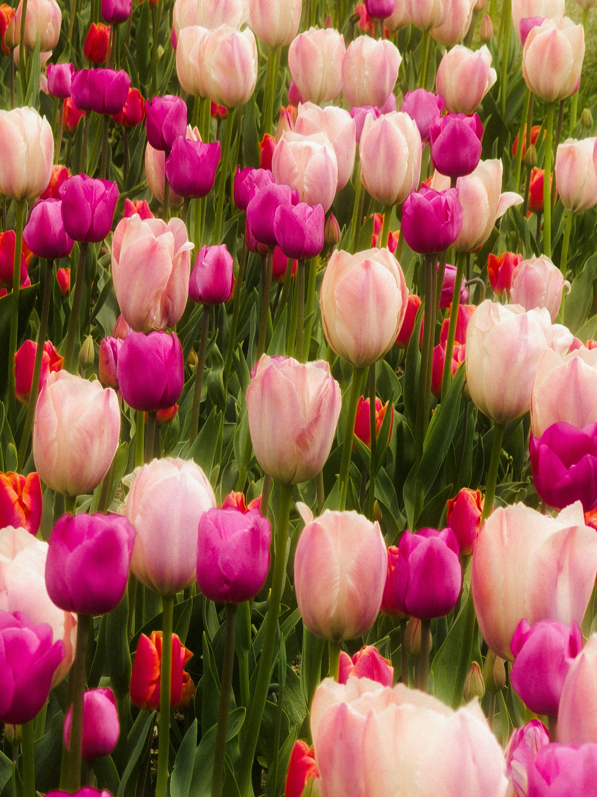 Sunlit Tulip Field: Soft Pastels Amidst Rich Foliage