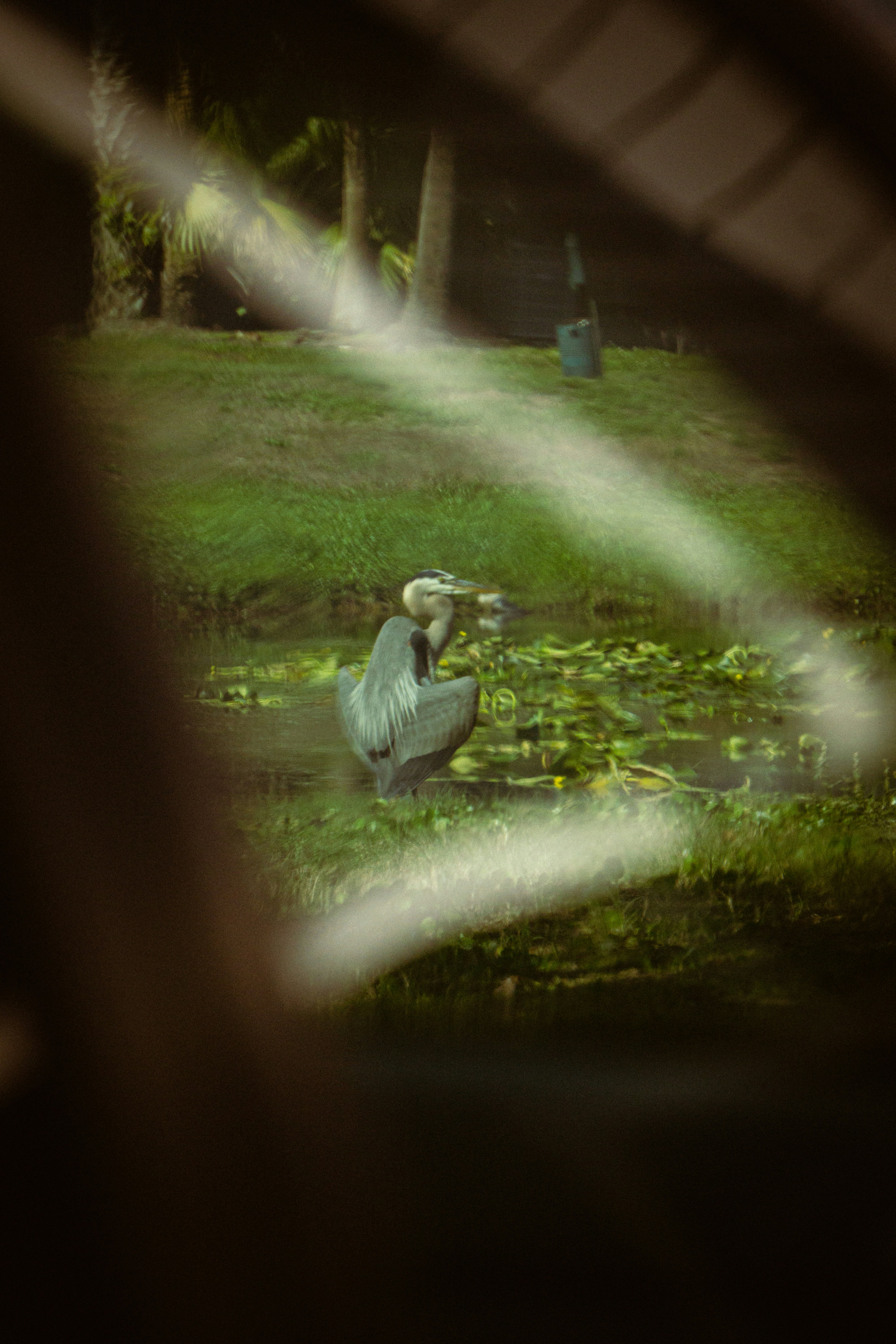 Hidden Heron: A Quiet Moment Through a Shaded Frame