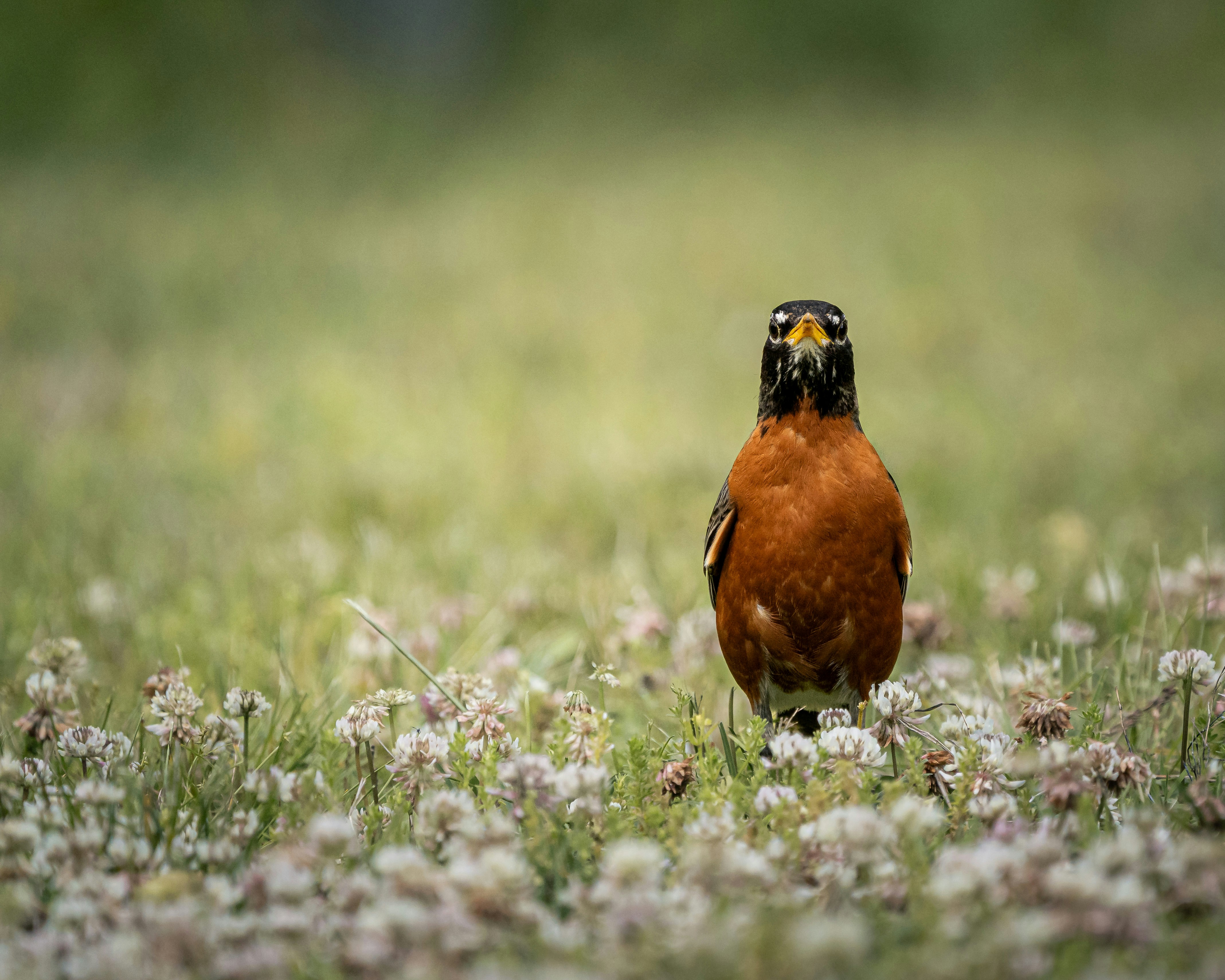 Robin on the Meadow: Portrait with a Bold Chorus of Wildflower foreground
