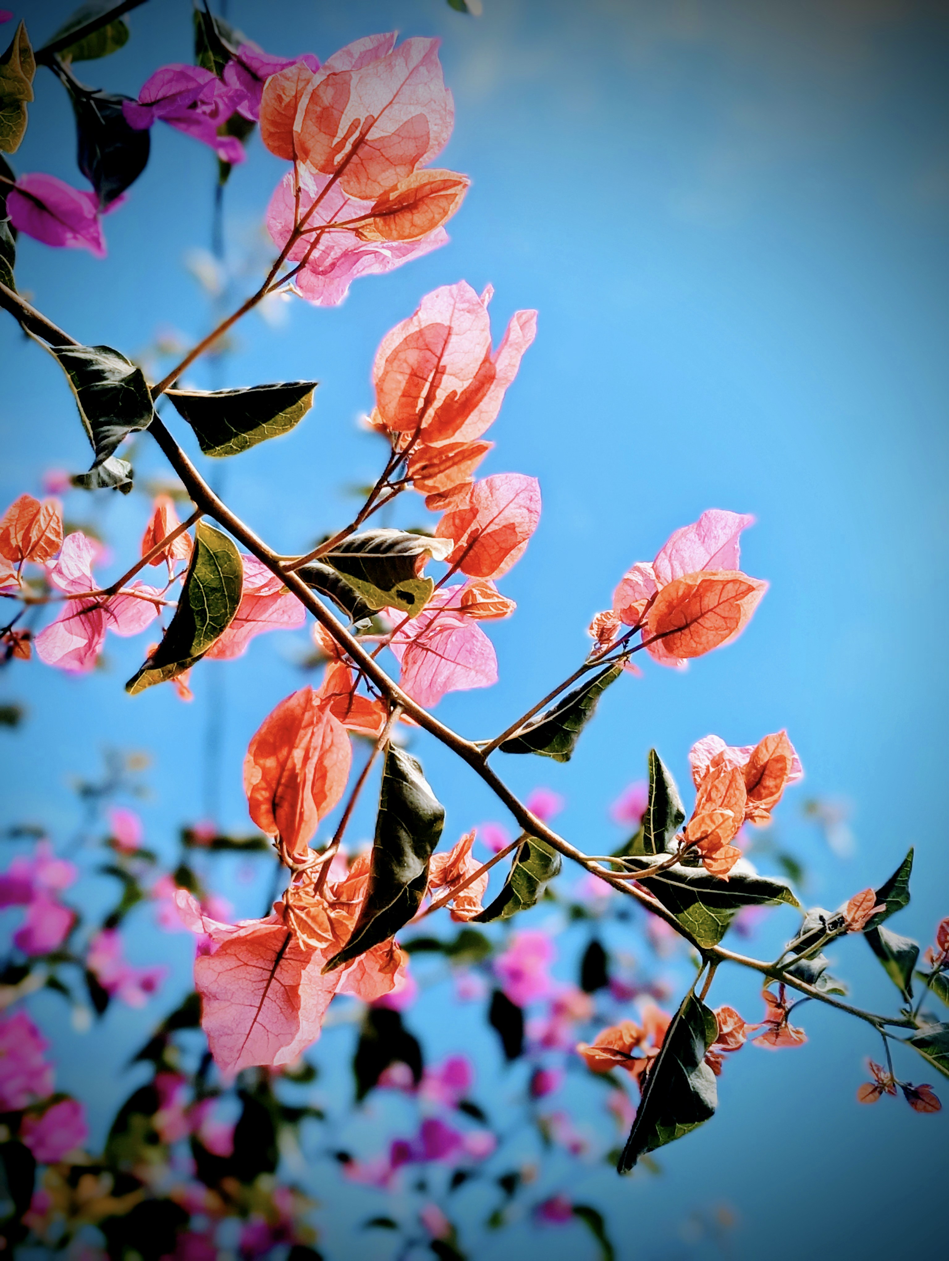Crimson Bougainvillea Branch Reaching Toward a Cerulean Sky