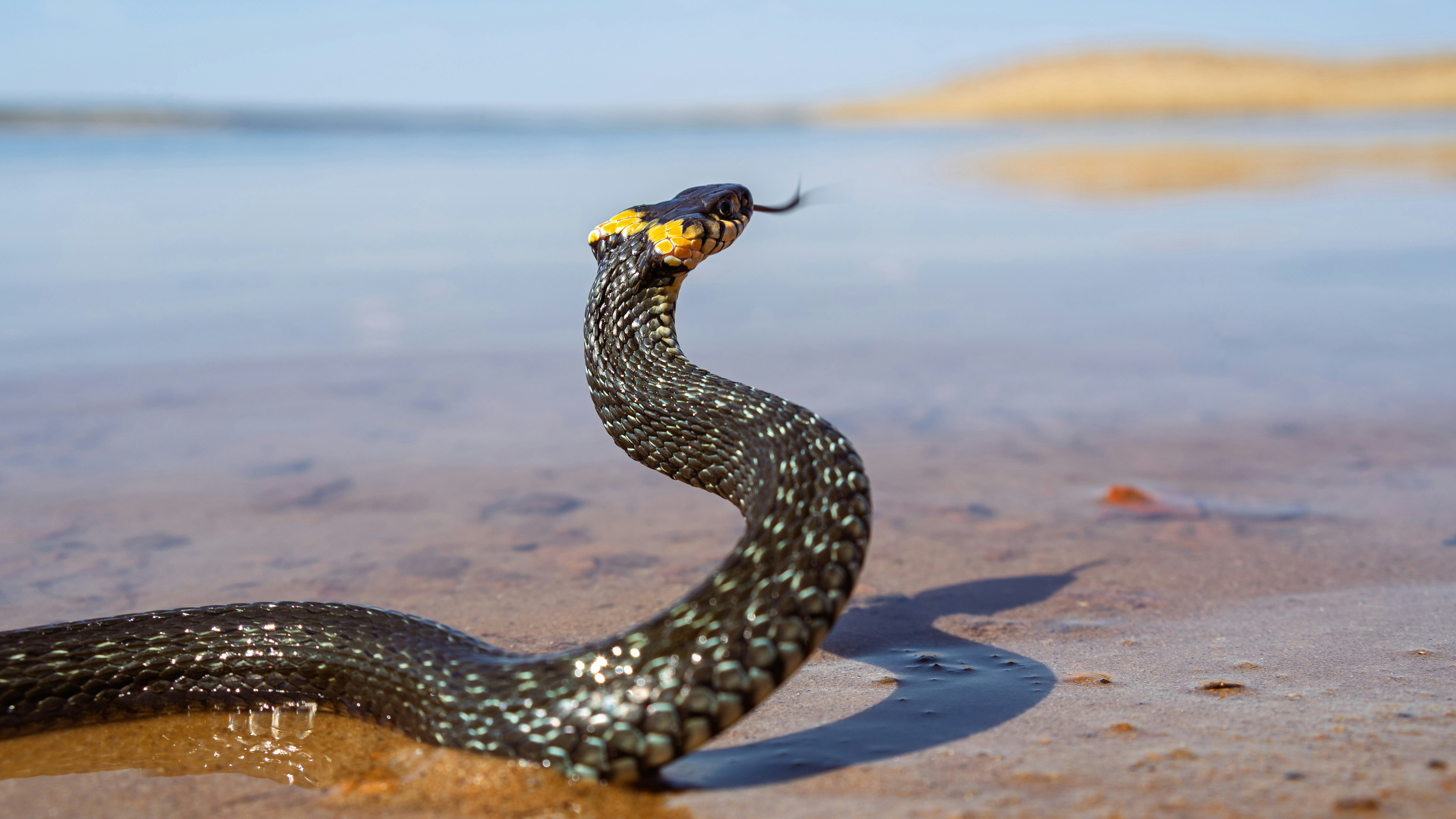 Curved Harbor Serpent at Water's Edge