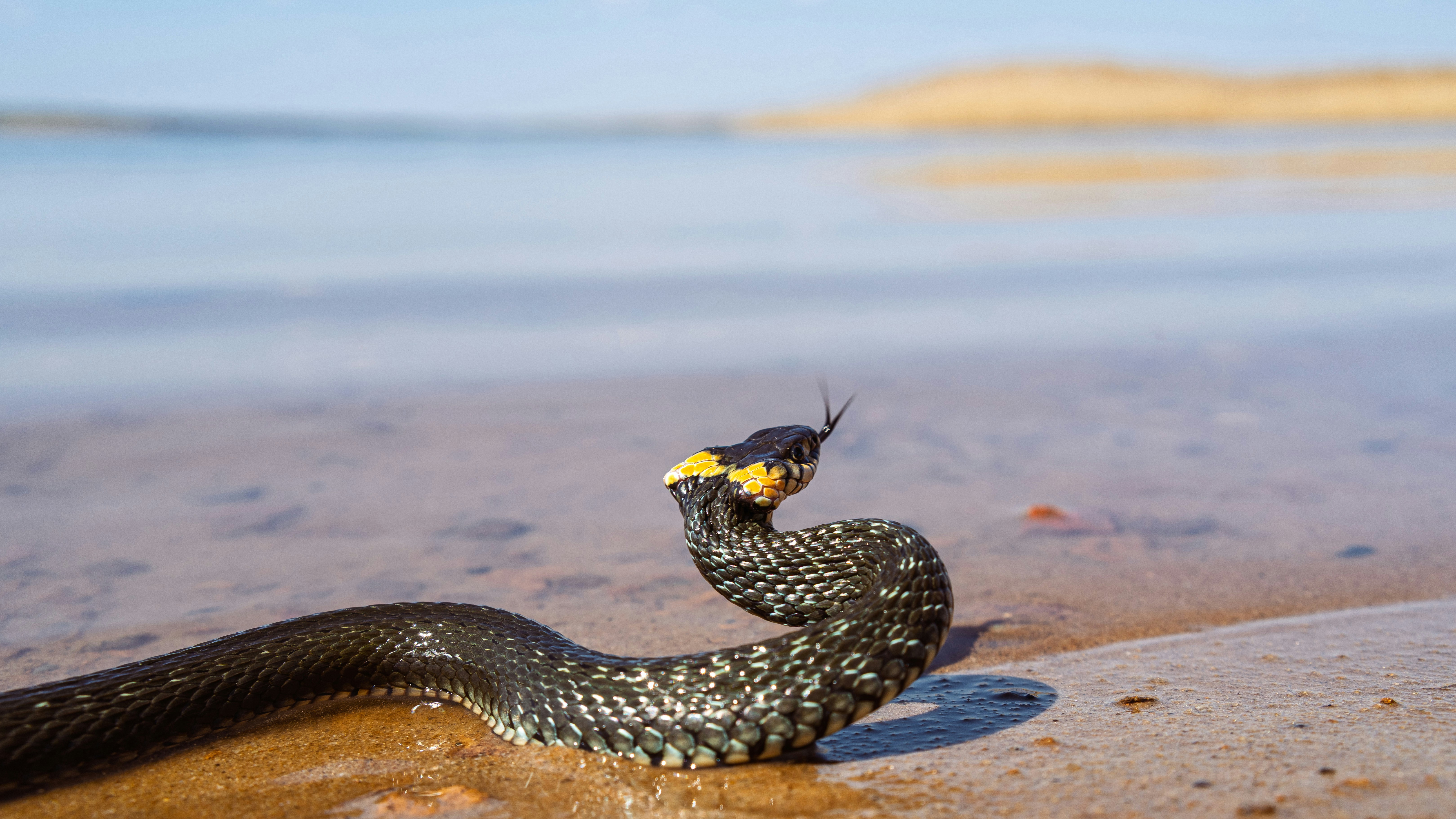 Crowned in the Surf: A Sand-Striped Cobra Emerges from the Wave