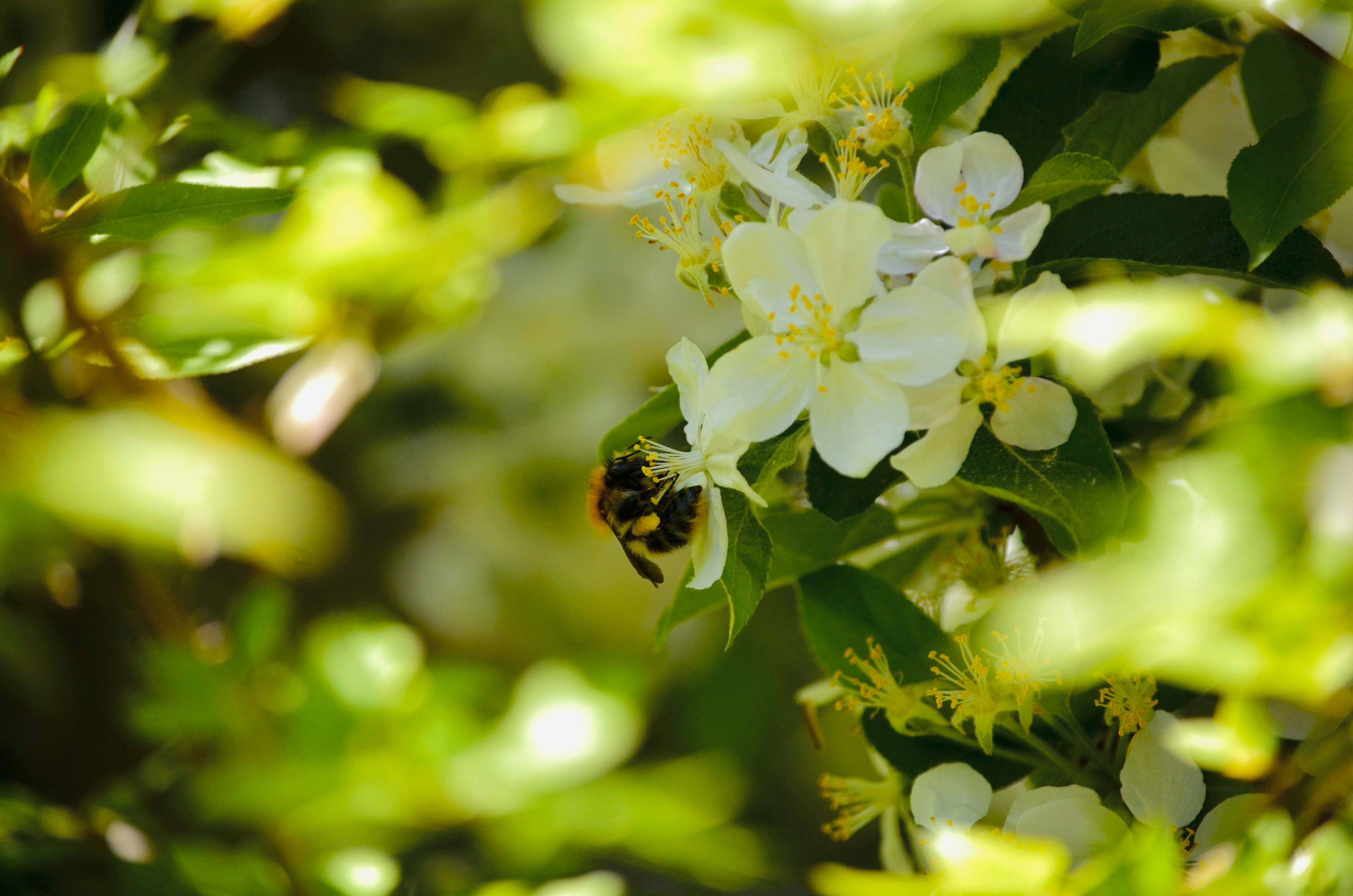 Bee at Blooming Branch: A Quiet Moment in Spring Light
