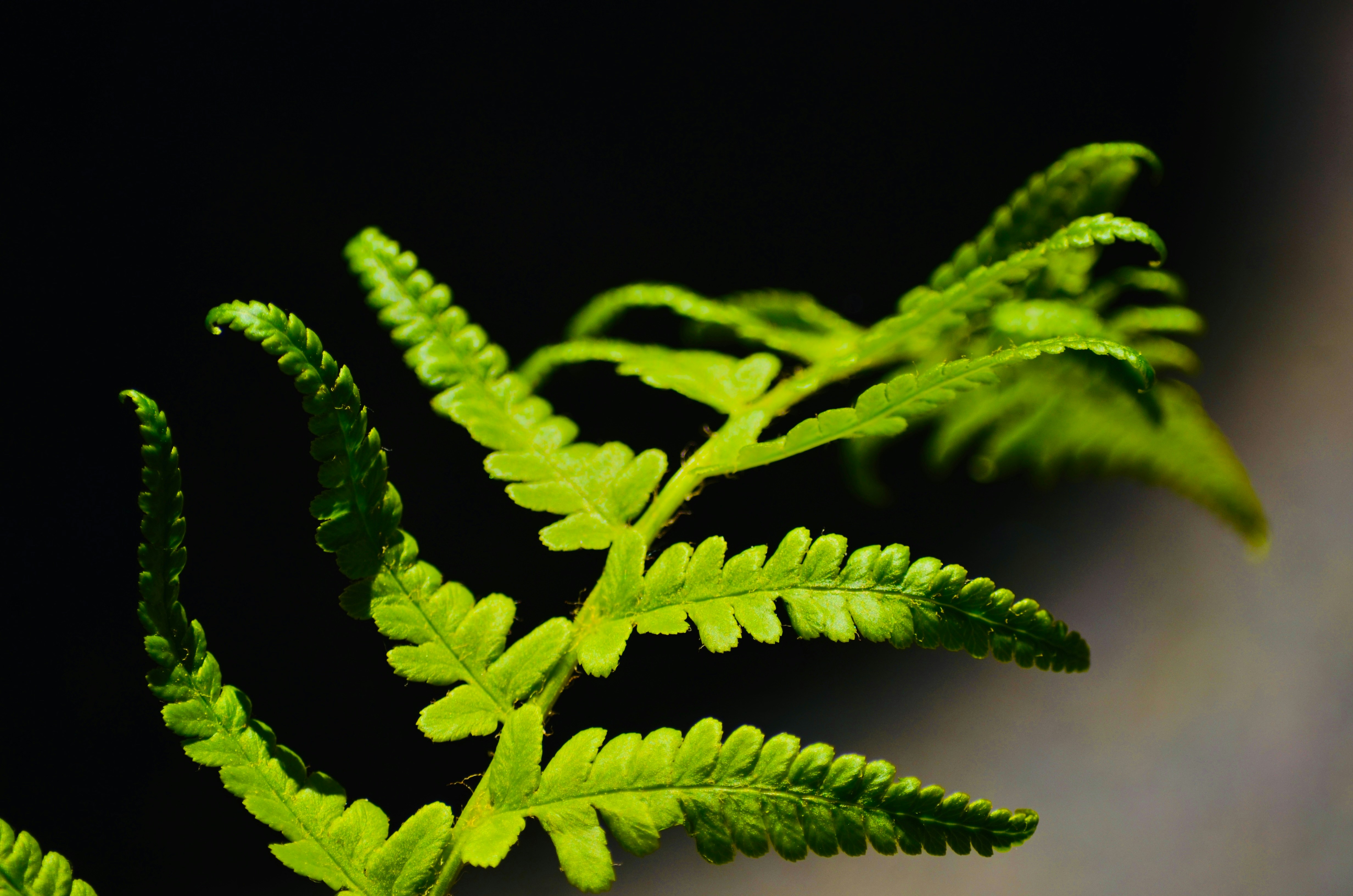 Bright Fern Fronds in Focus Against a Velvet Black