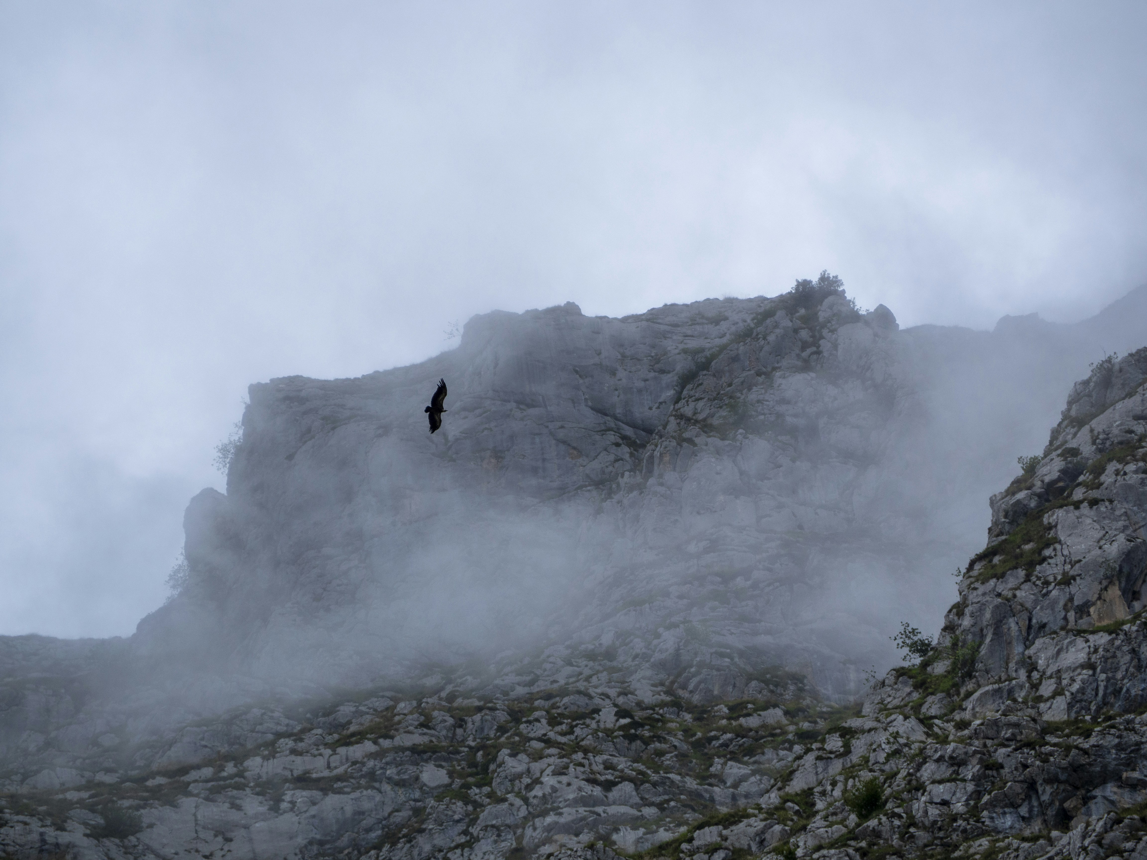 Lone Glide Over Misted Crags