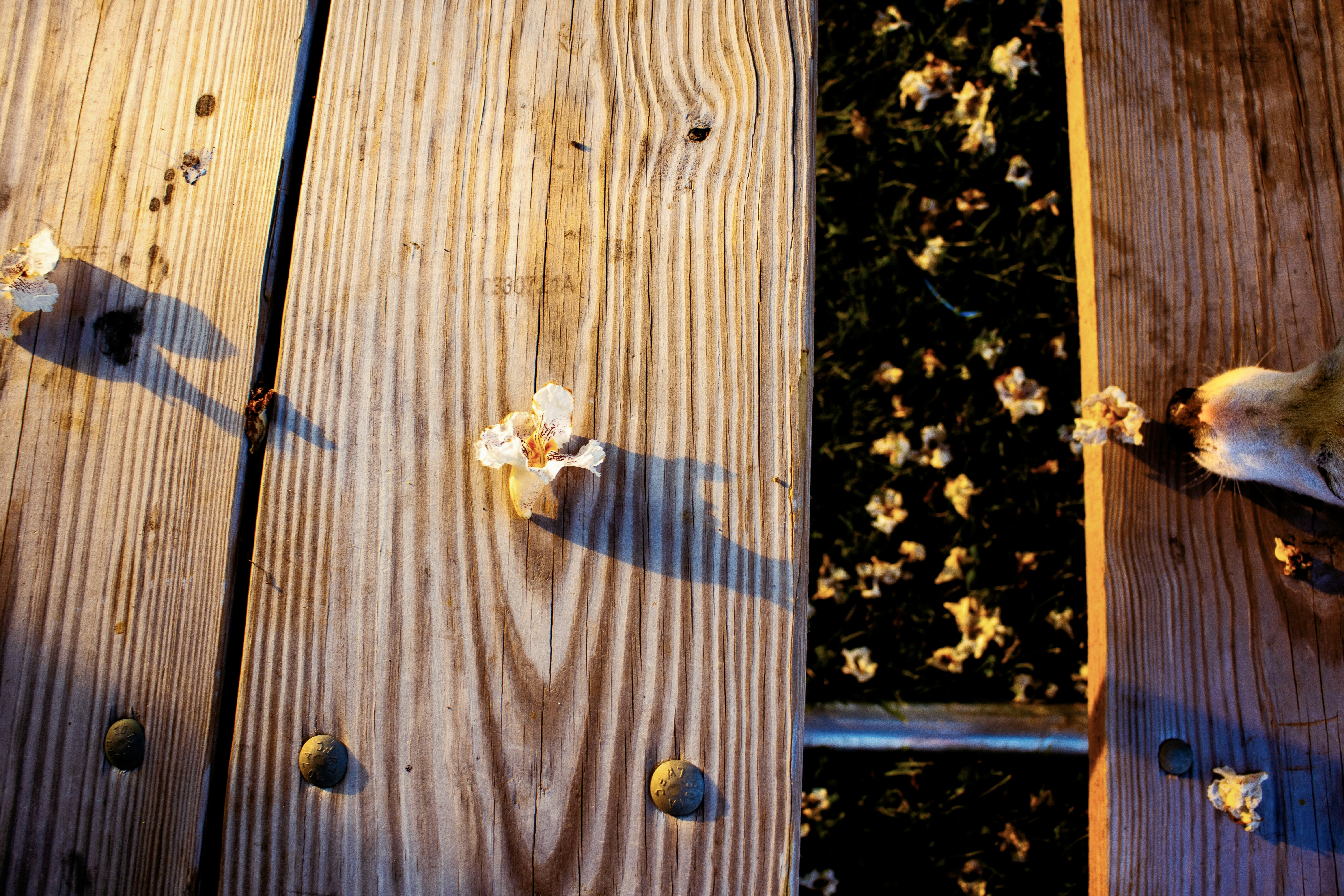 Petals on the Planks: Shadows and Spring Fragments