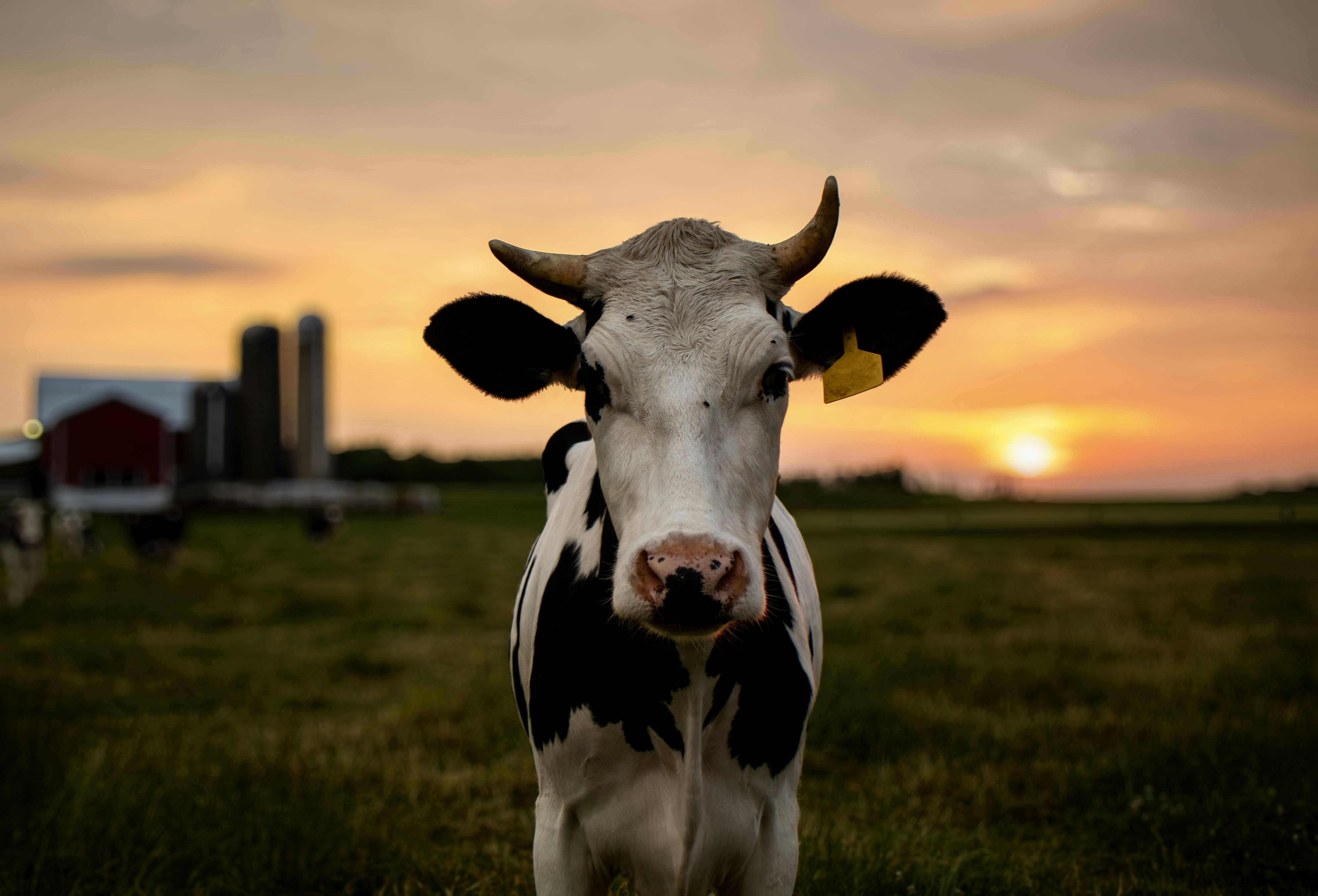 Sunset Portrait of a Curious Cow at Centre Field