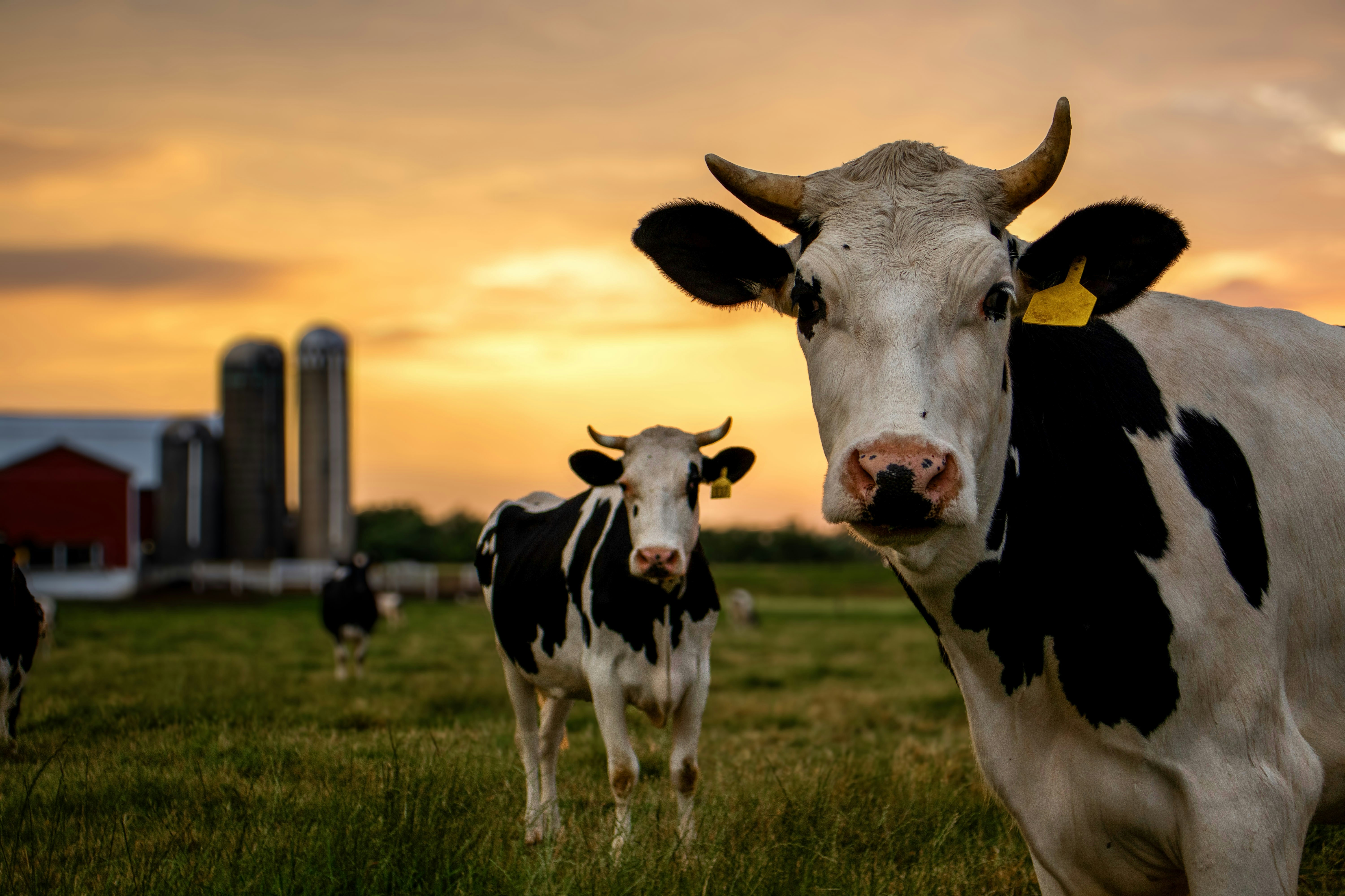 Sunset Pasture: Curious Holsteins Under an Ember Sky