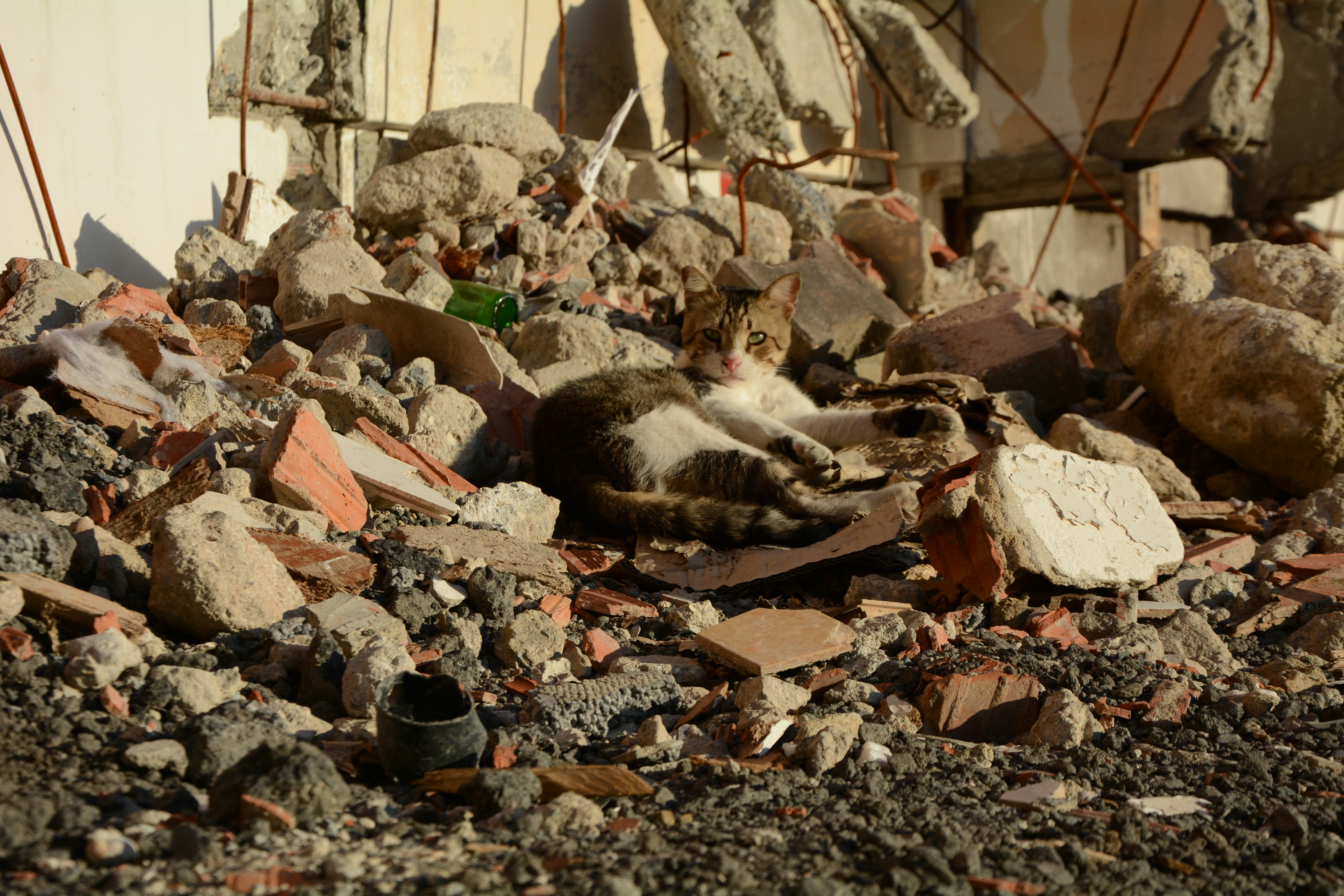 Rubble and Quiet: A Cat Resting Amid Debris in Sunlit Backlot