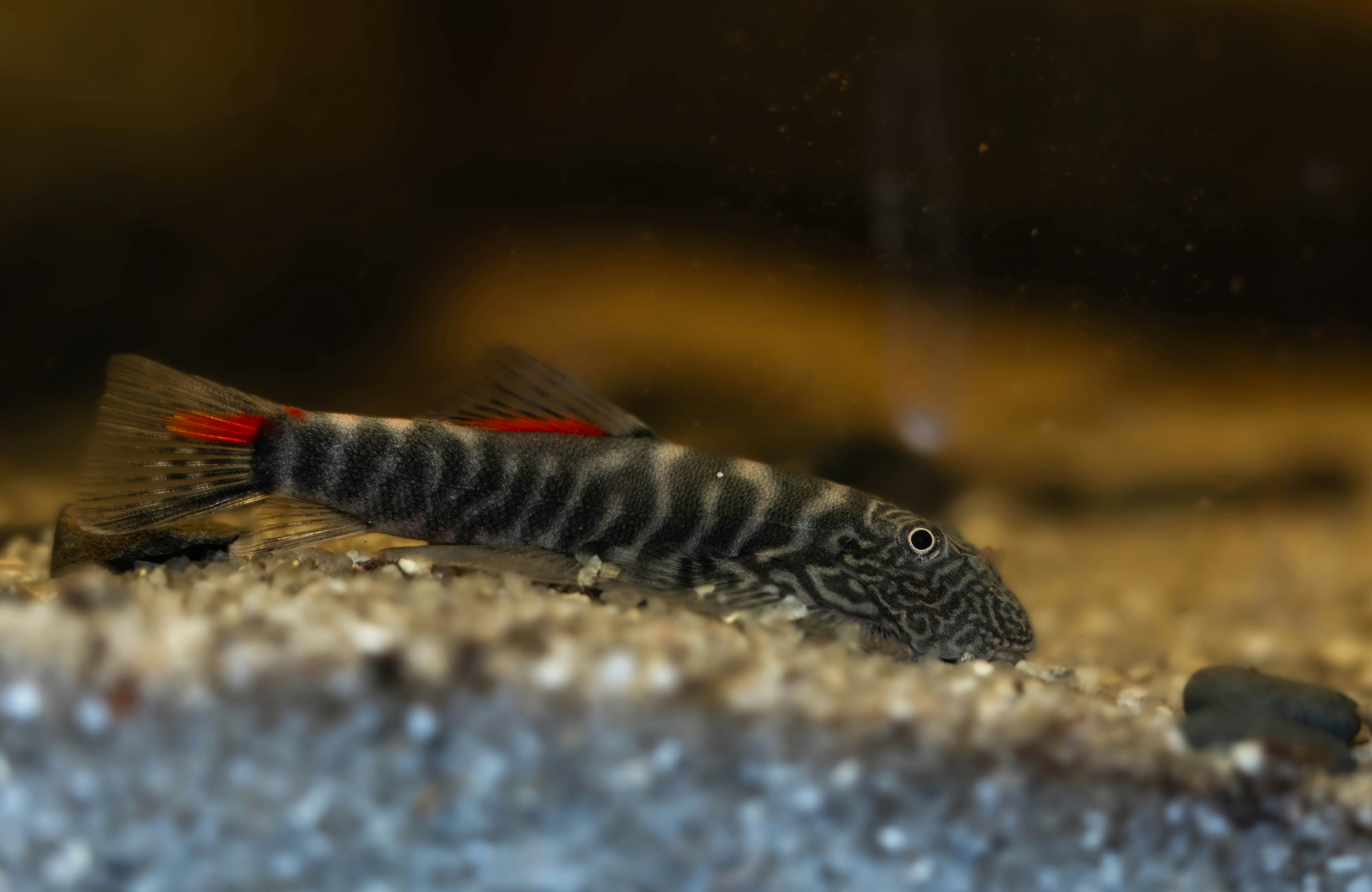 Striped Darter on a Gravel Bed