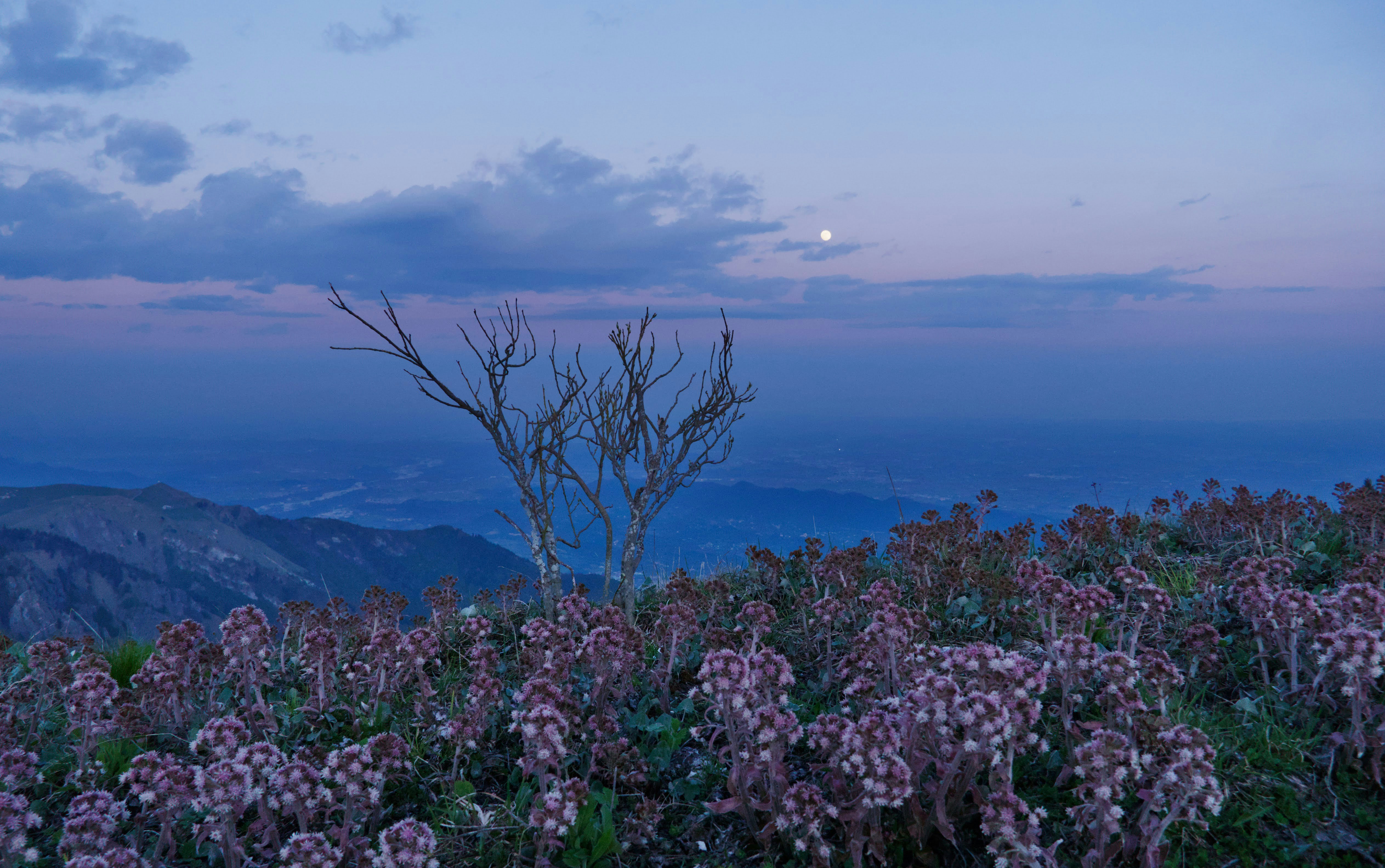 Moonlit Wildflowers Over a Quiet Mountain Horizon