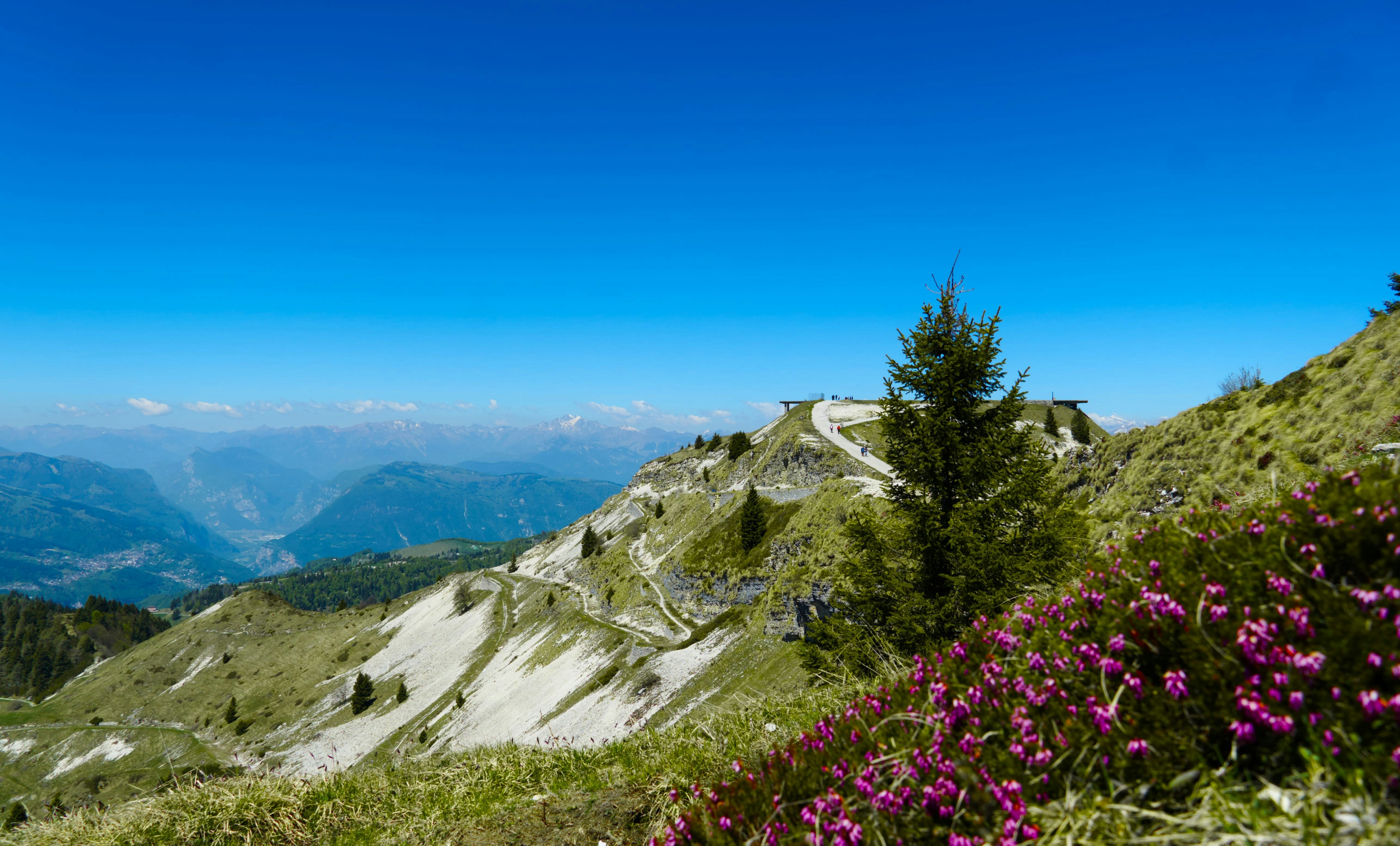 Trailcrest Vista: Winding Path Through Alpine Blooms