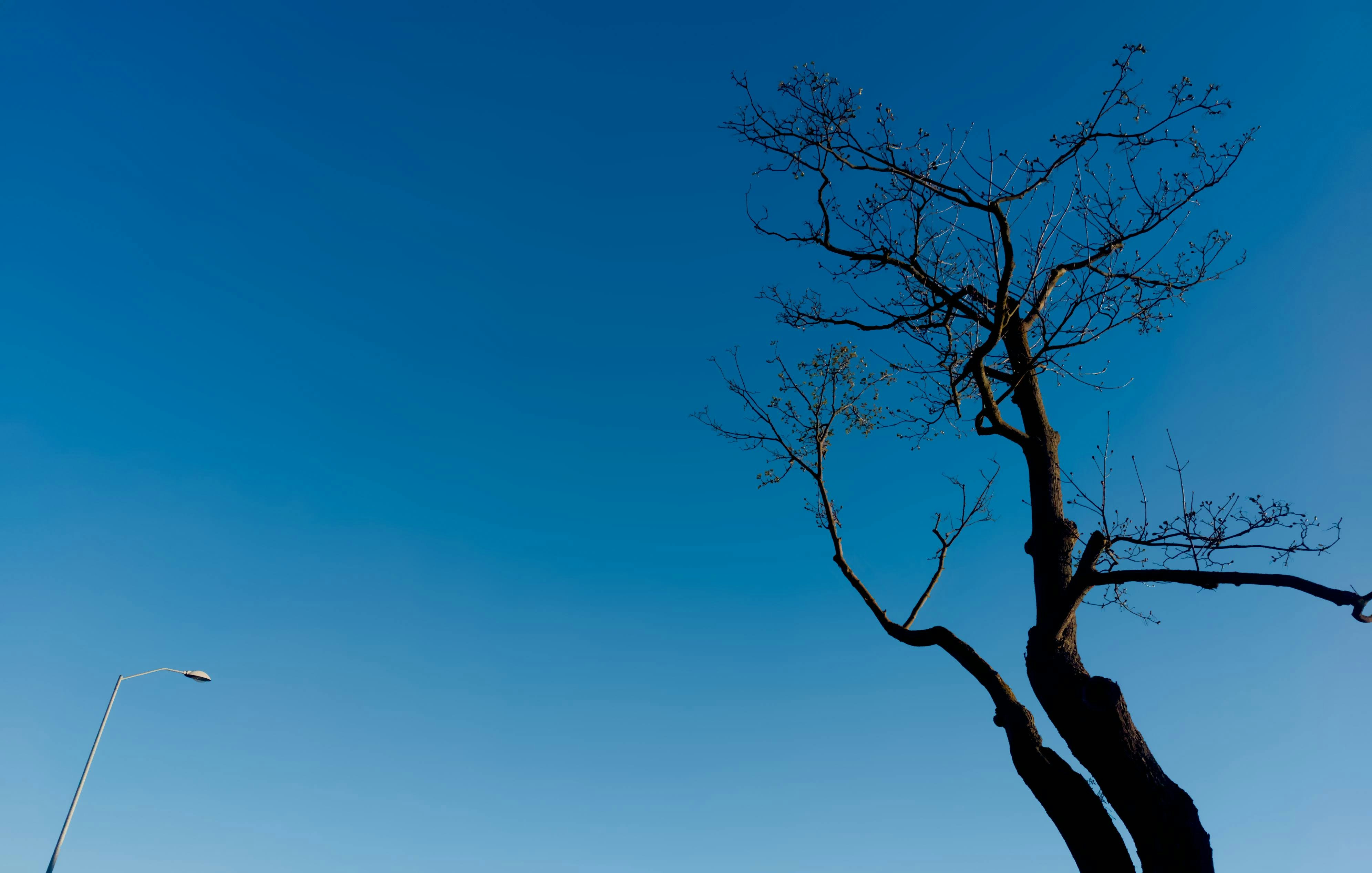 Blue sky with a stark, leafless tree silhouette and a streetlight in the lower-left, creating a minimal, graphic composition.