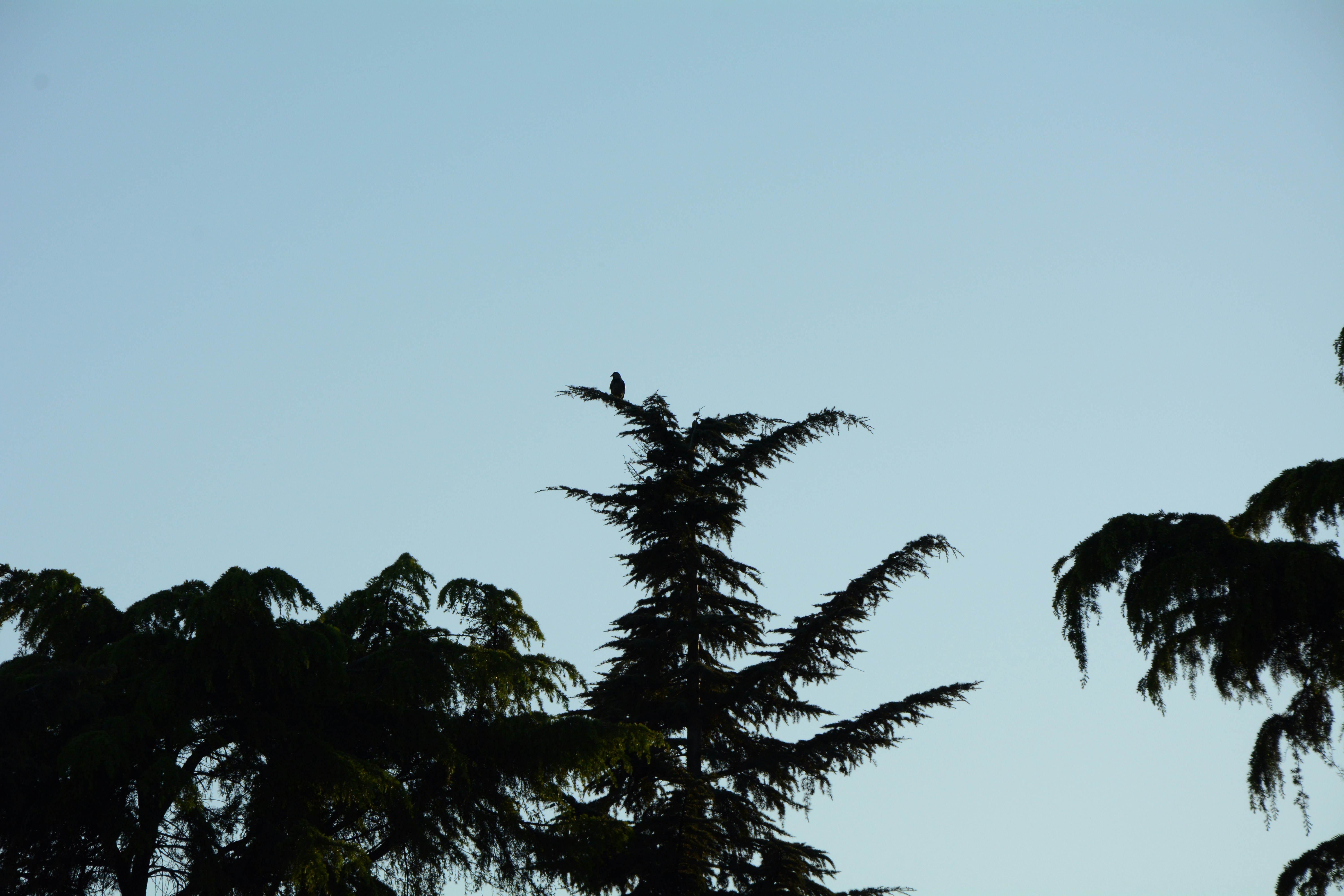 Silhouette Summit: A Skyward Needle Amid Quiet Pines