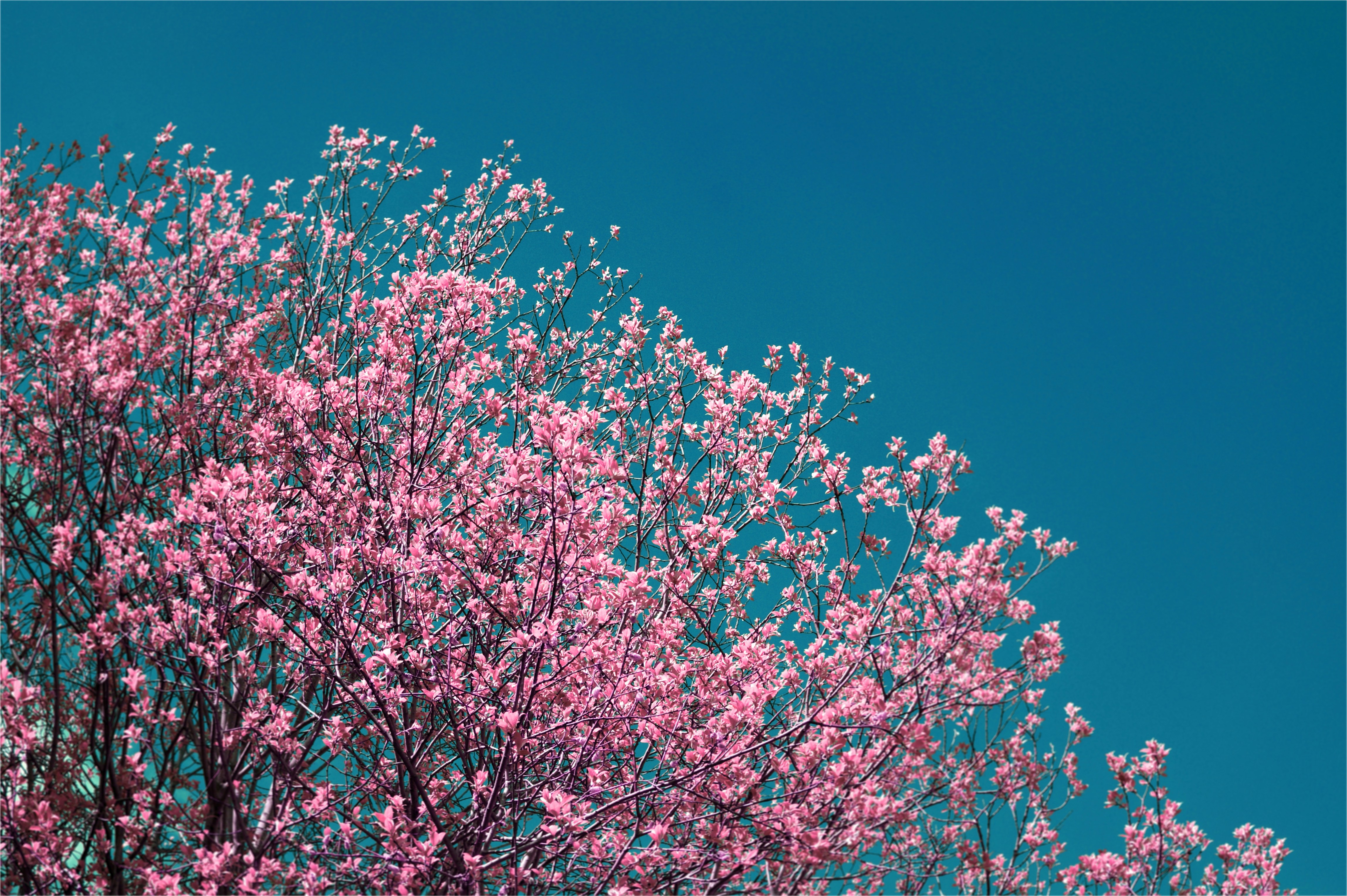 Crimson Bloom Against a Clear Ocean