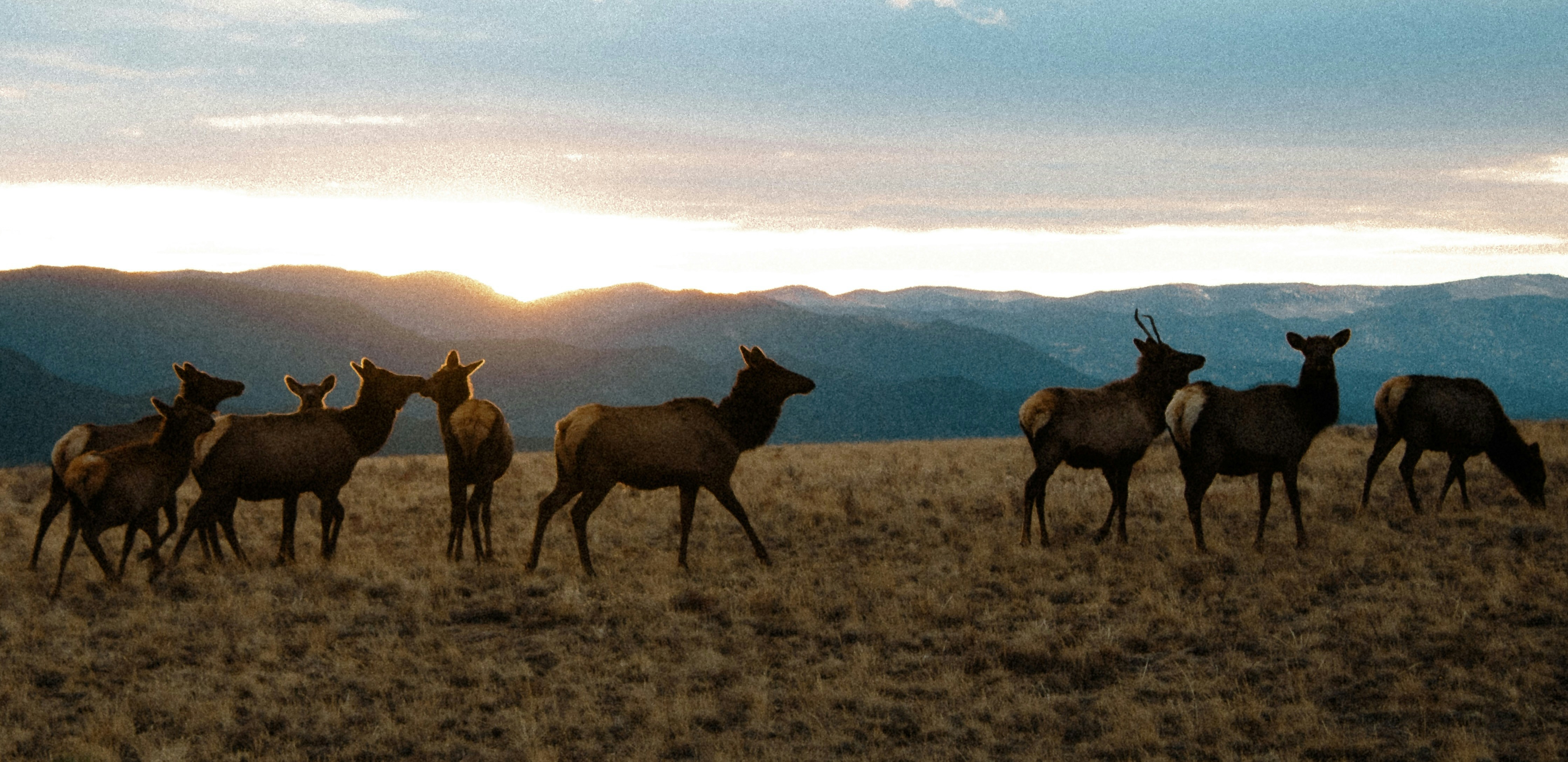 Herd at Dusk: Antelope Silhouettes Across a Quiet Plateau