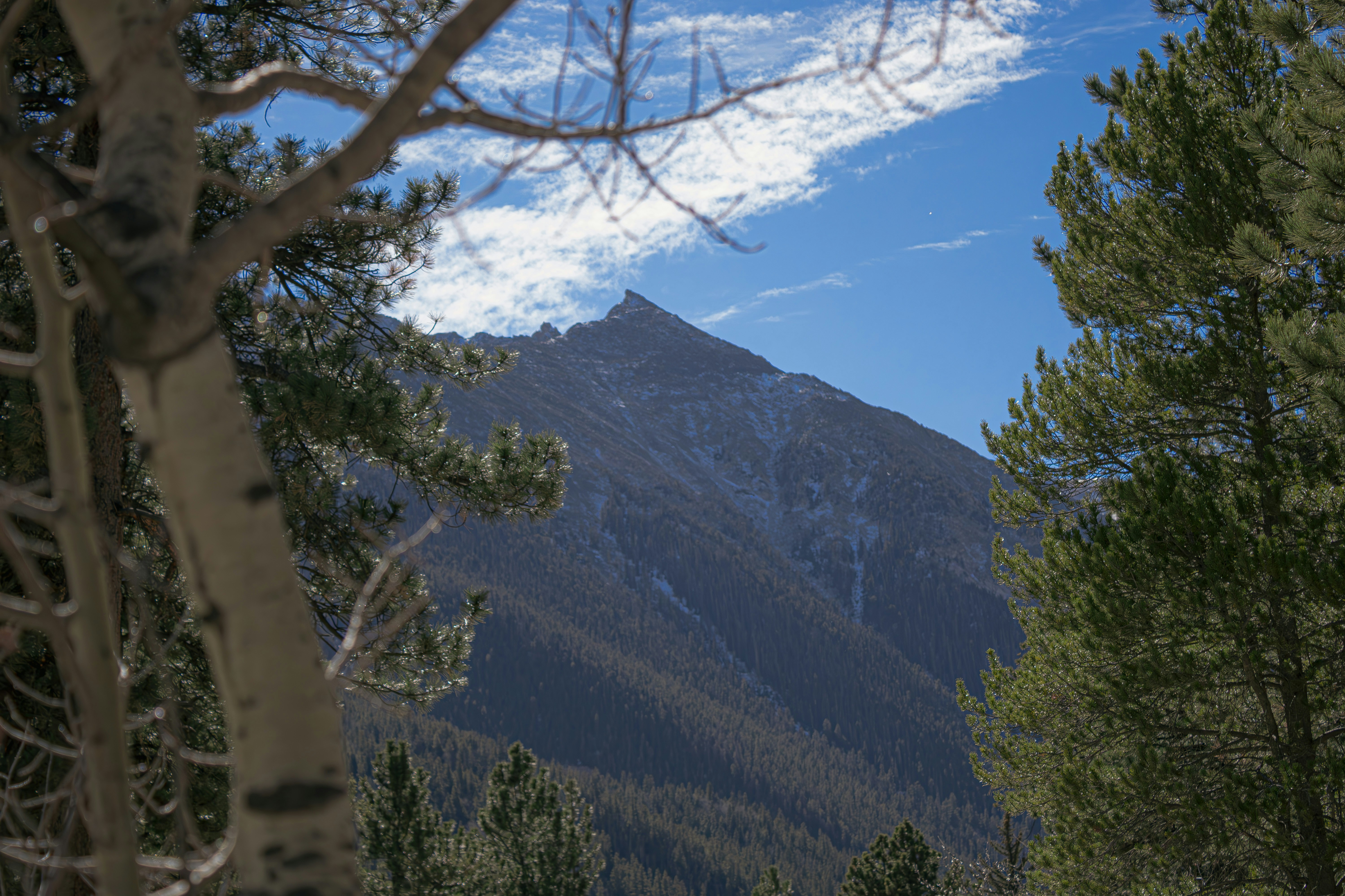 Pine-Framed Ascent: A Quiet Summit under a Blue Sky