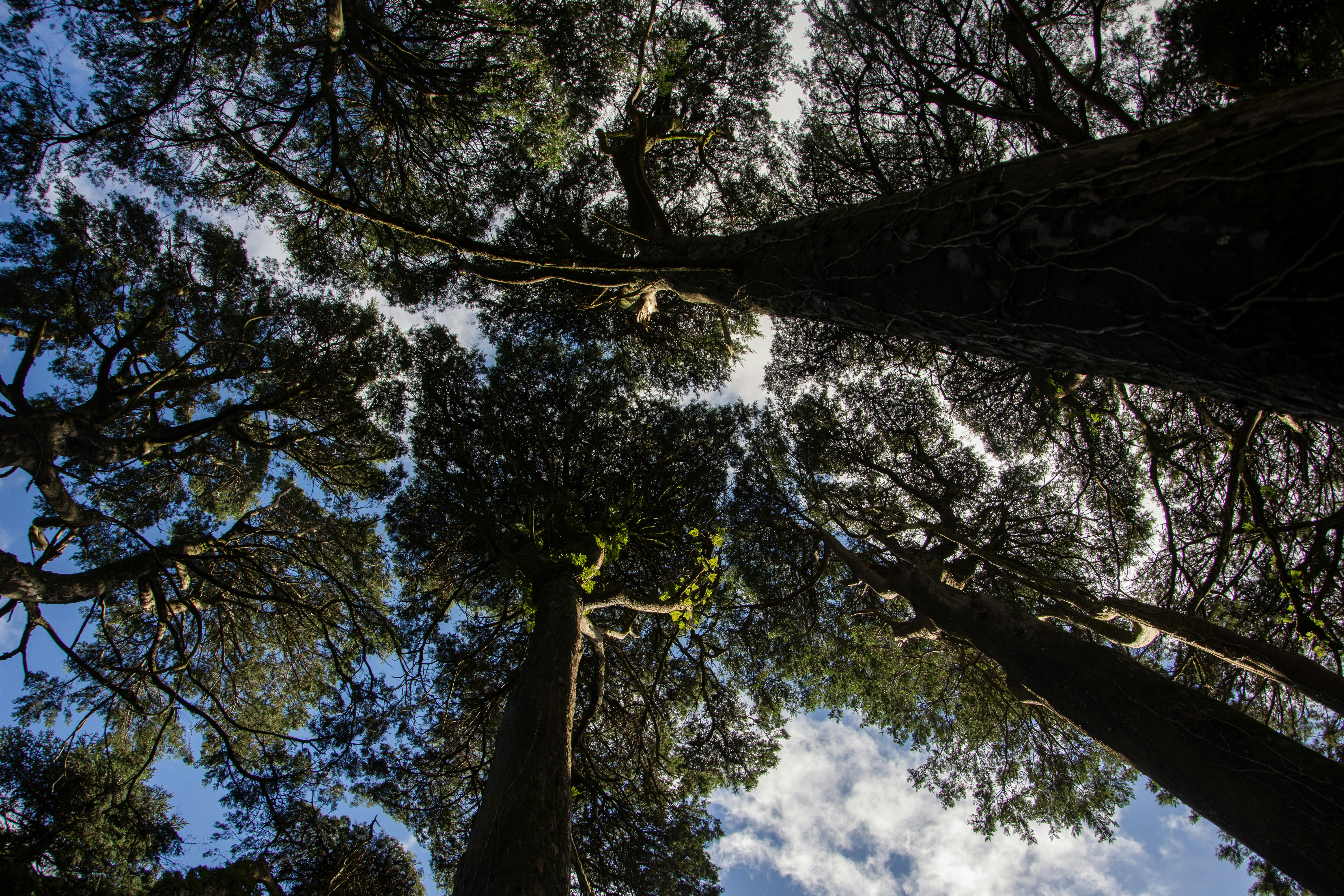 Skyward Giants: A Canopy Perspective from the Forest Floor