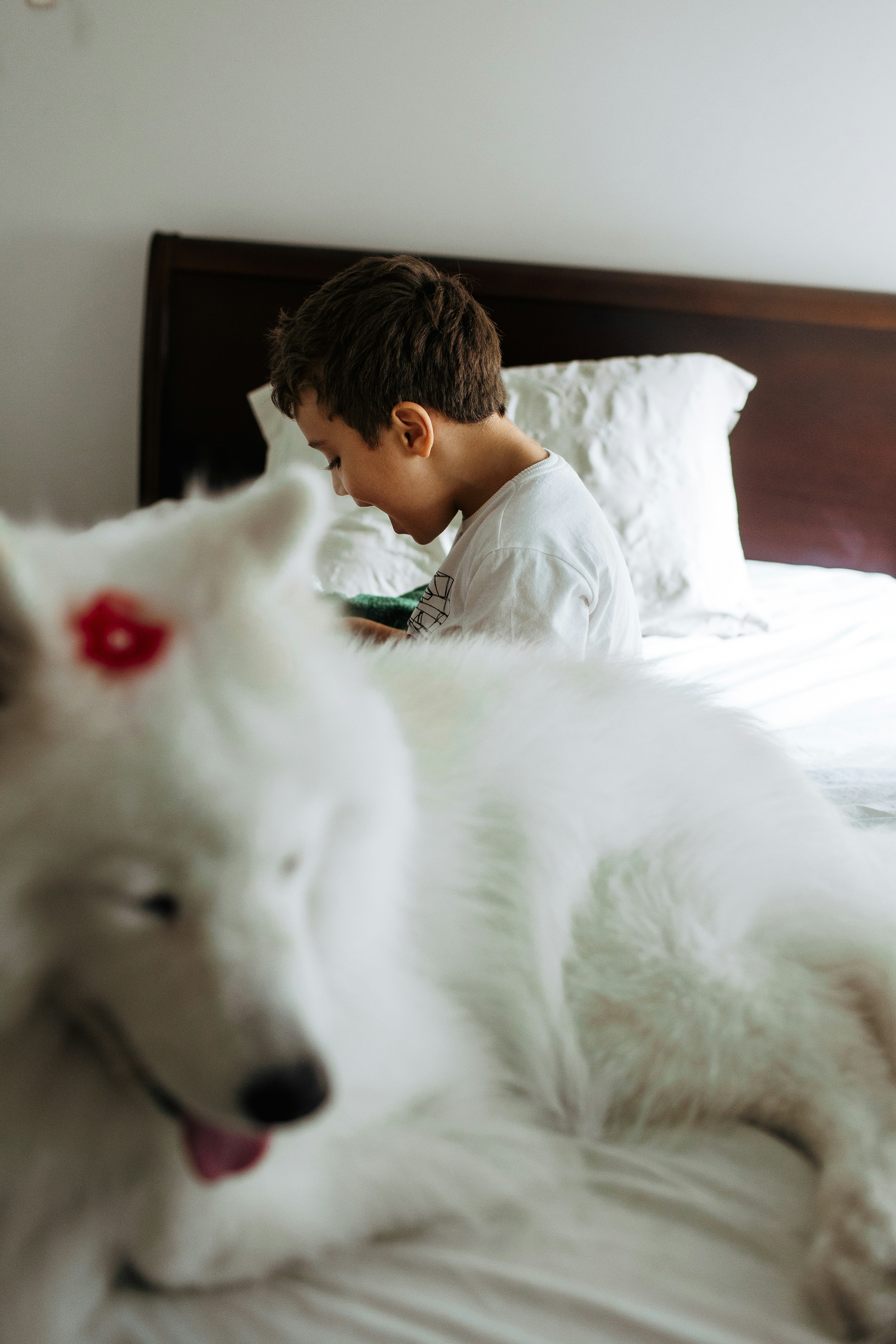Quiet Morning: A Boy and a Sleeping Husky Share a Bed