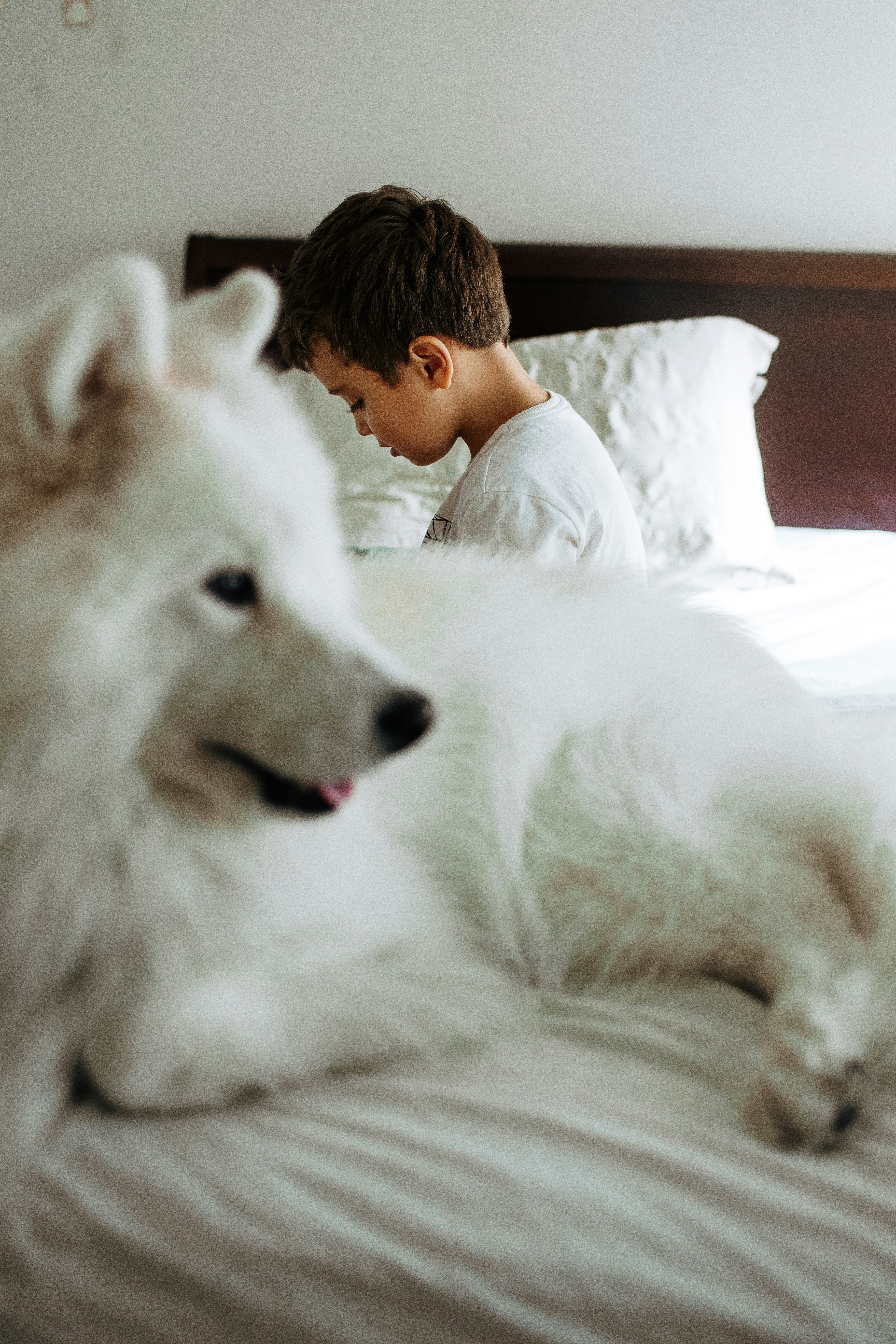Quiet Moment on a Moonlit Bed: Child and Wolf in Soft Focus